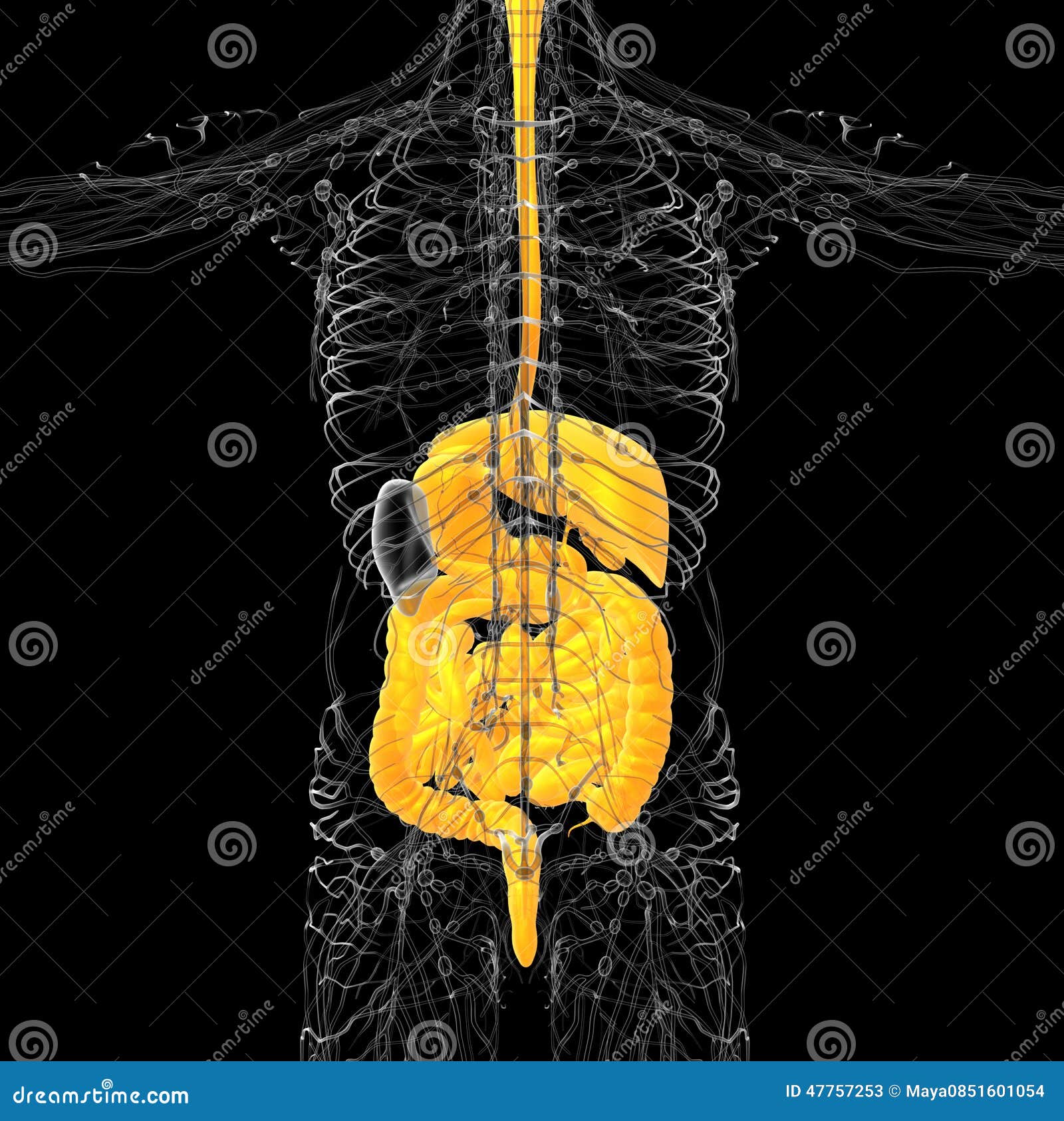 3d Render Medical Illustration Of The Human Digestive System ...