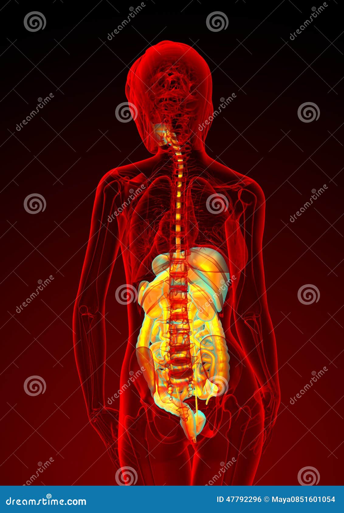 3d Render Medical Illustration of the Human Digestive System Stock ...