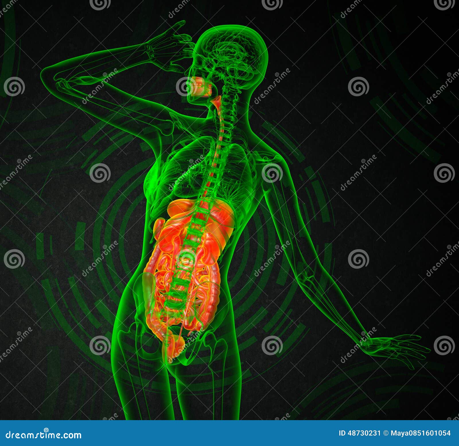3d Render Medical Illustration of the Human Digestive System Stock ...