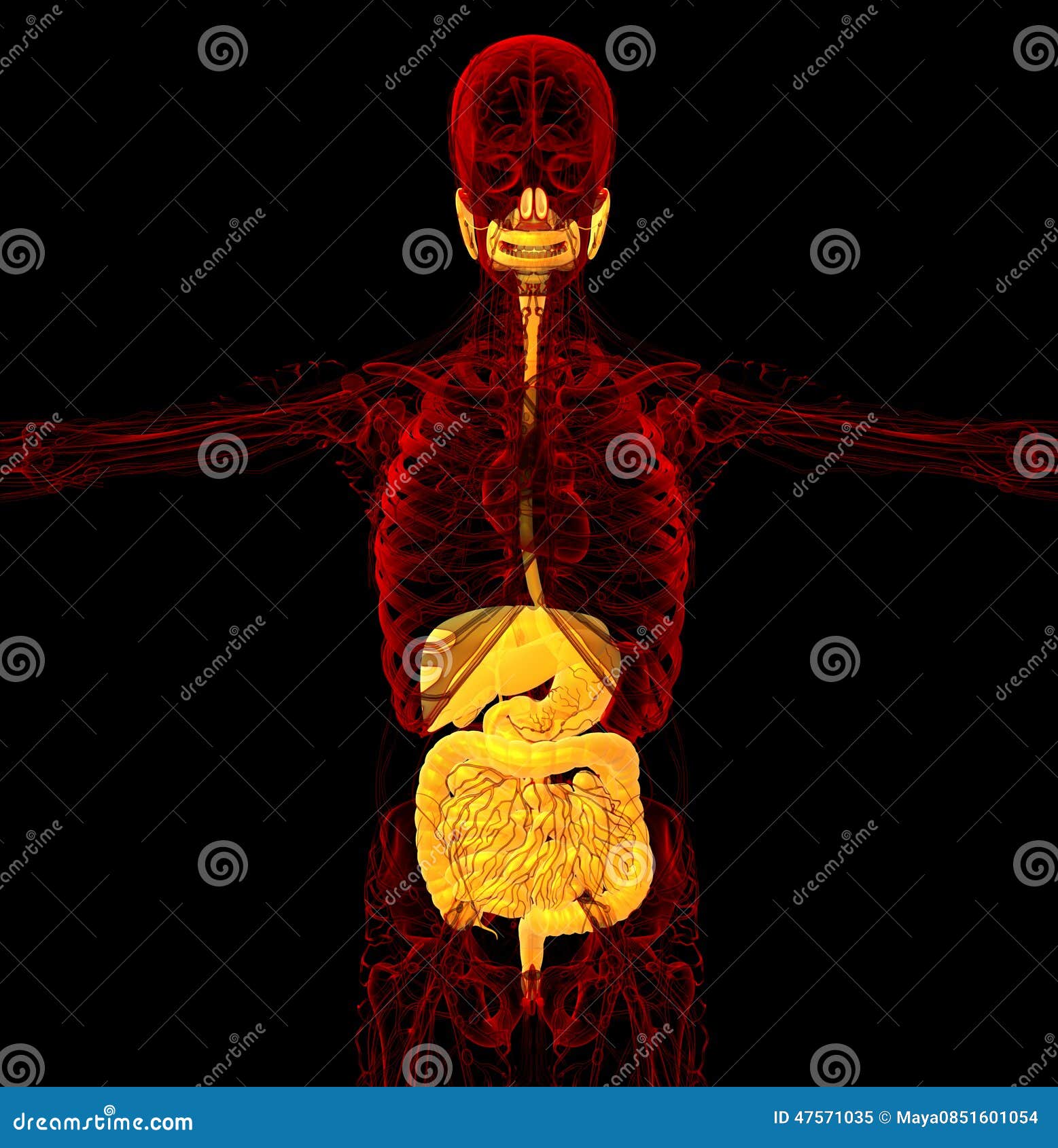 3d Render Medical Illustration of the Human Digestive System Stock ...