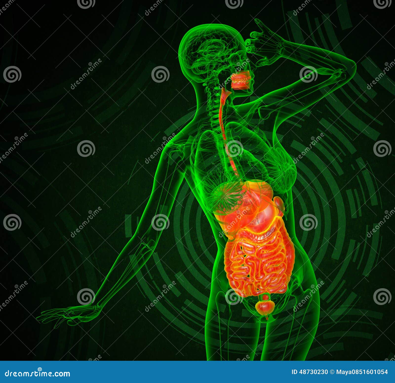3d Render Medical Illustration of the Human Digestive System Stock ...
