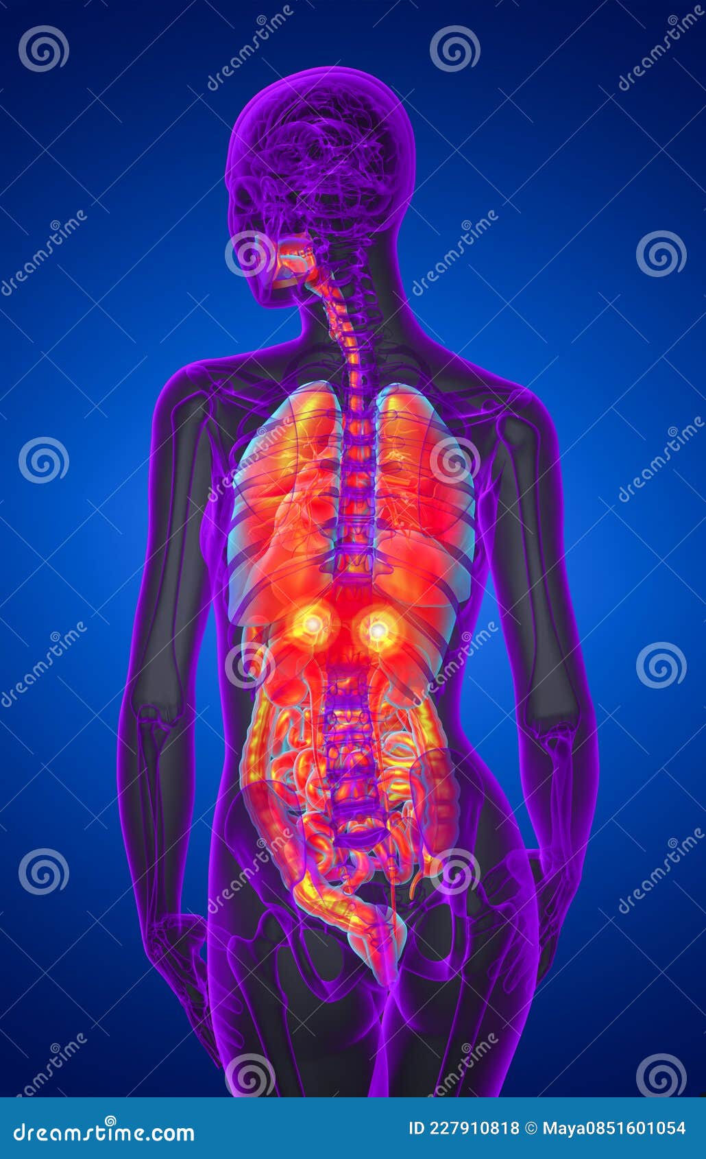 3d Render Medical Illustration of the Human Digestive System and ...