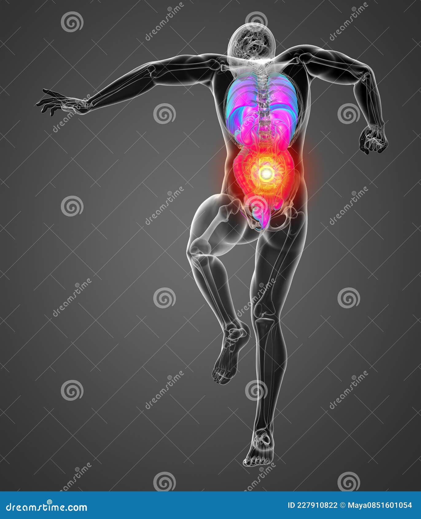 3d Render Medical Illustration of the Human Digestive System and ...