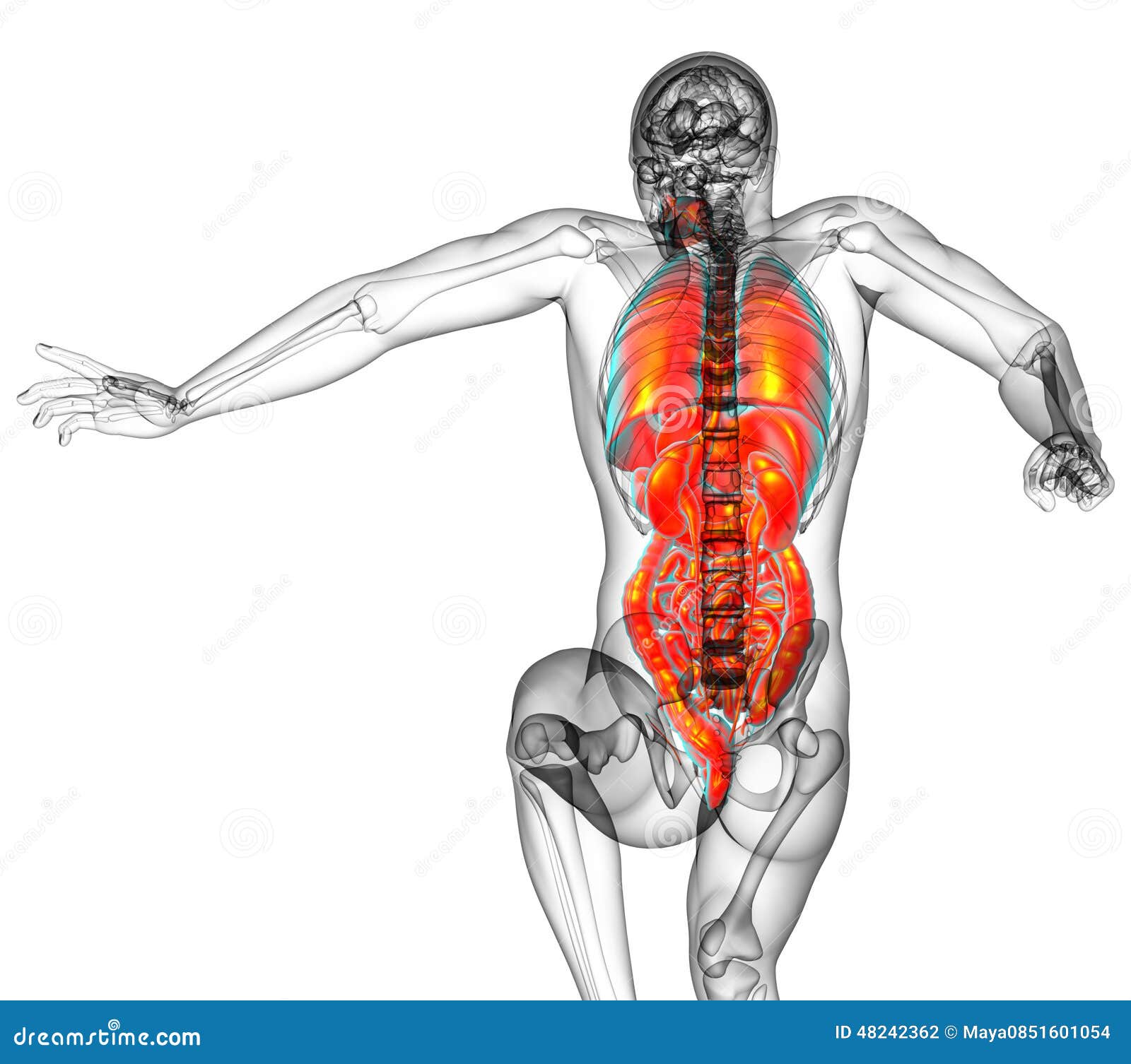 3d Render Medical Illustration of the Human Digestive System and Stock ...