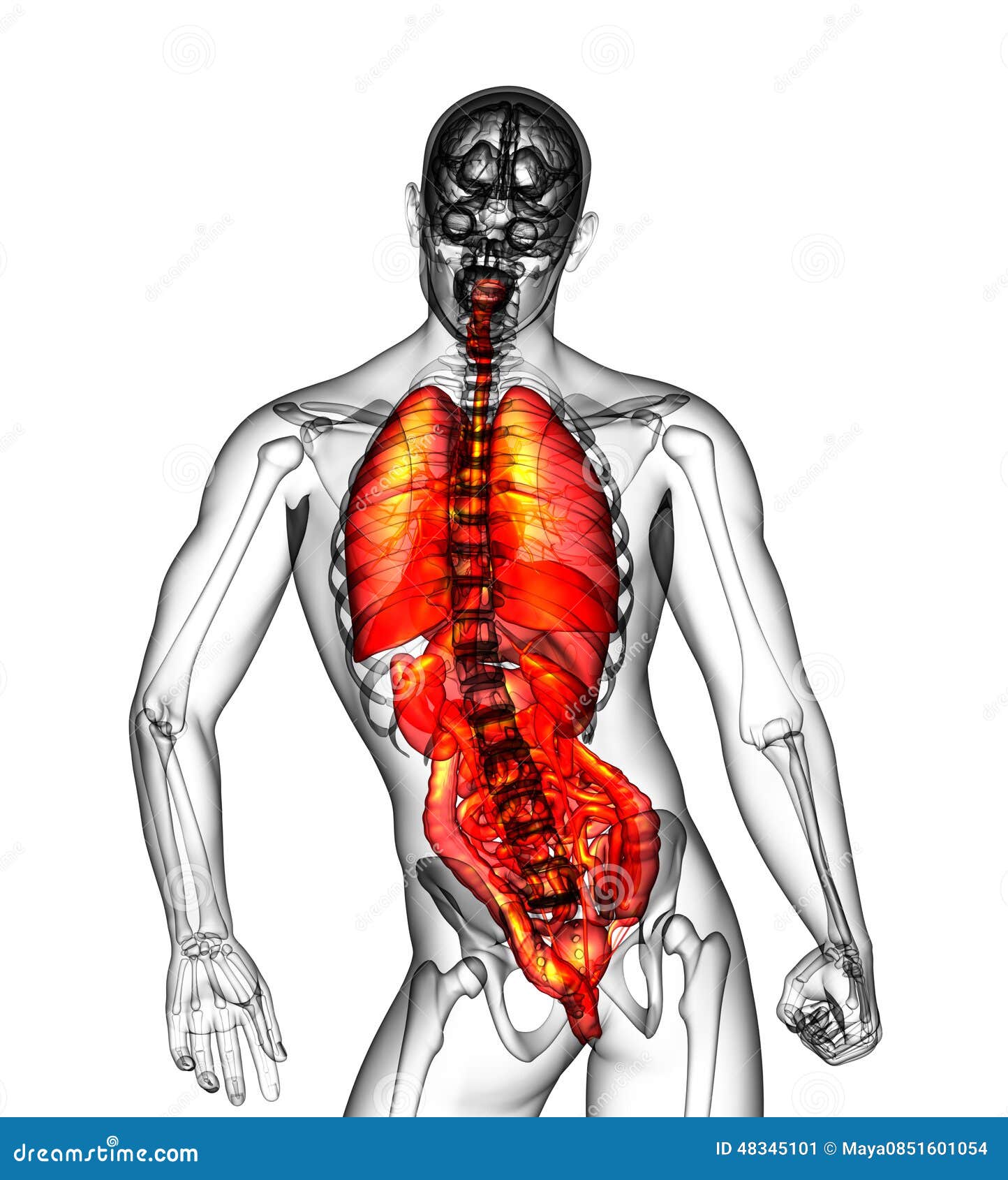 3d Render Medical Illustration of the Human Digestive System and Stock ...