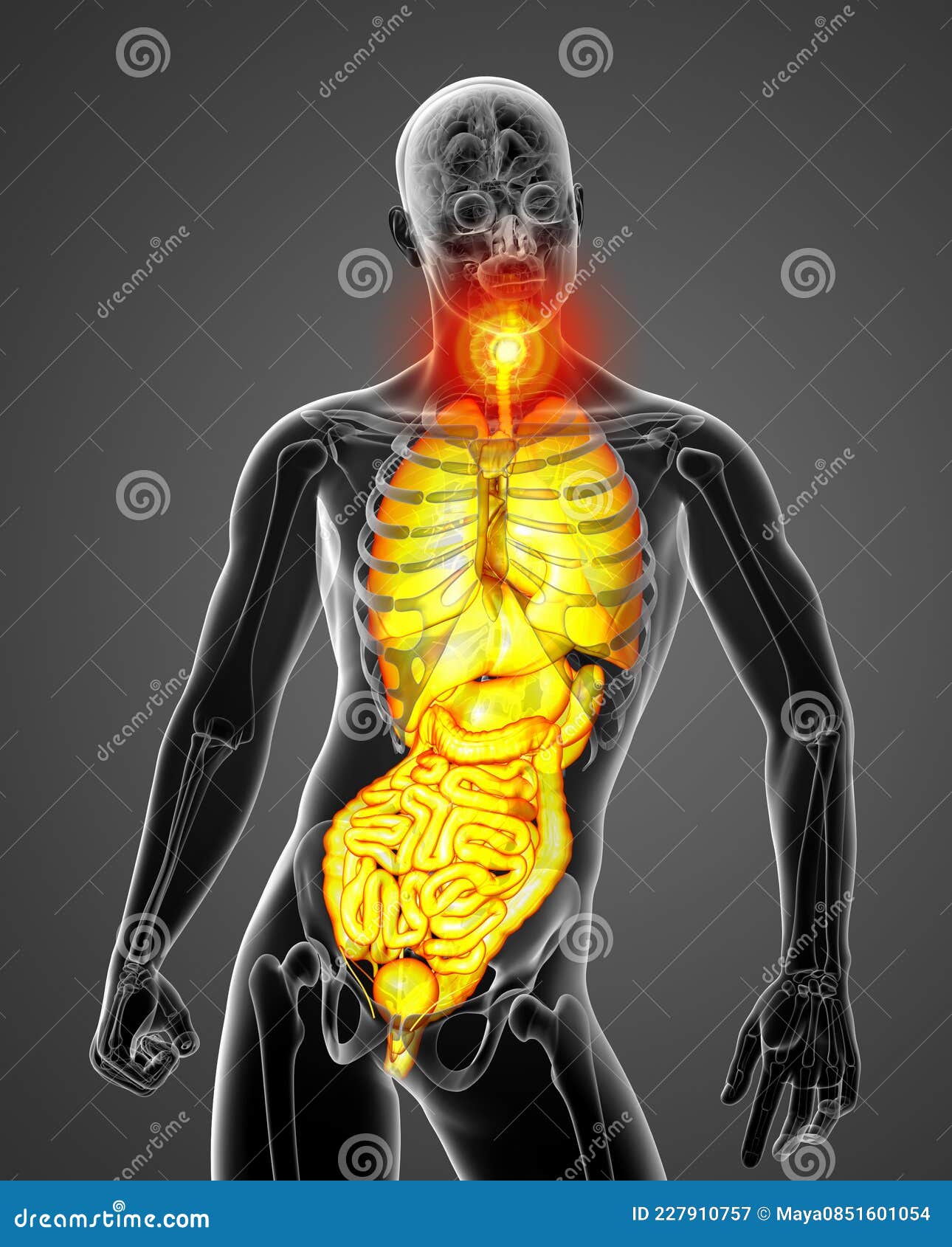 3d Render Medical Illustration of the Human Digestive System and ...