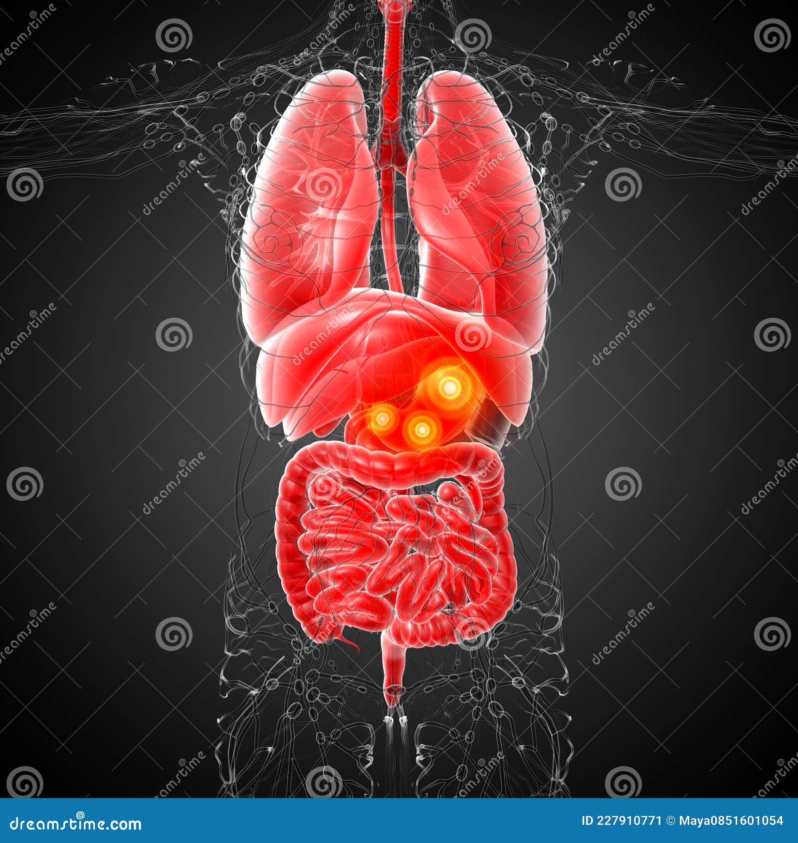 3d Render Medical Illustration of the Human Digestive System and ...