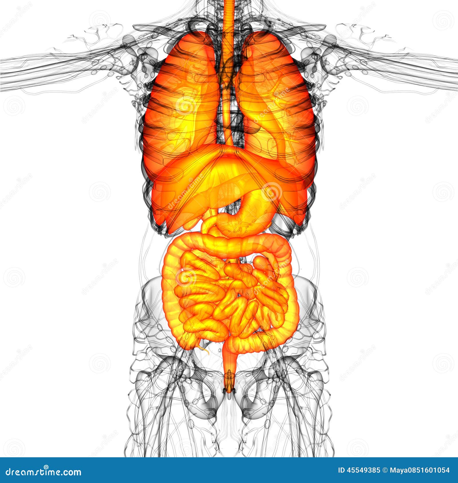 3d Render Medical Illustration of the Human Digestive System and Stock ...