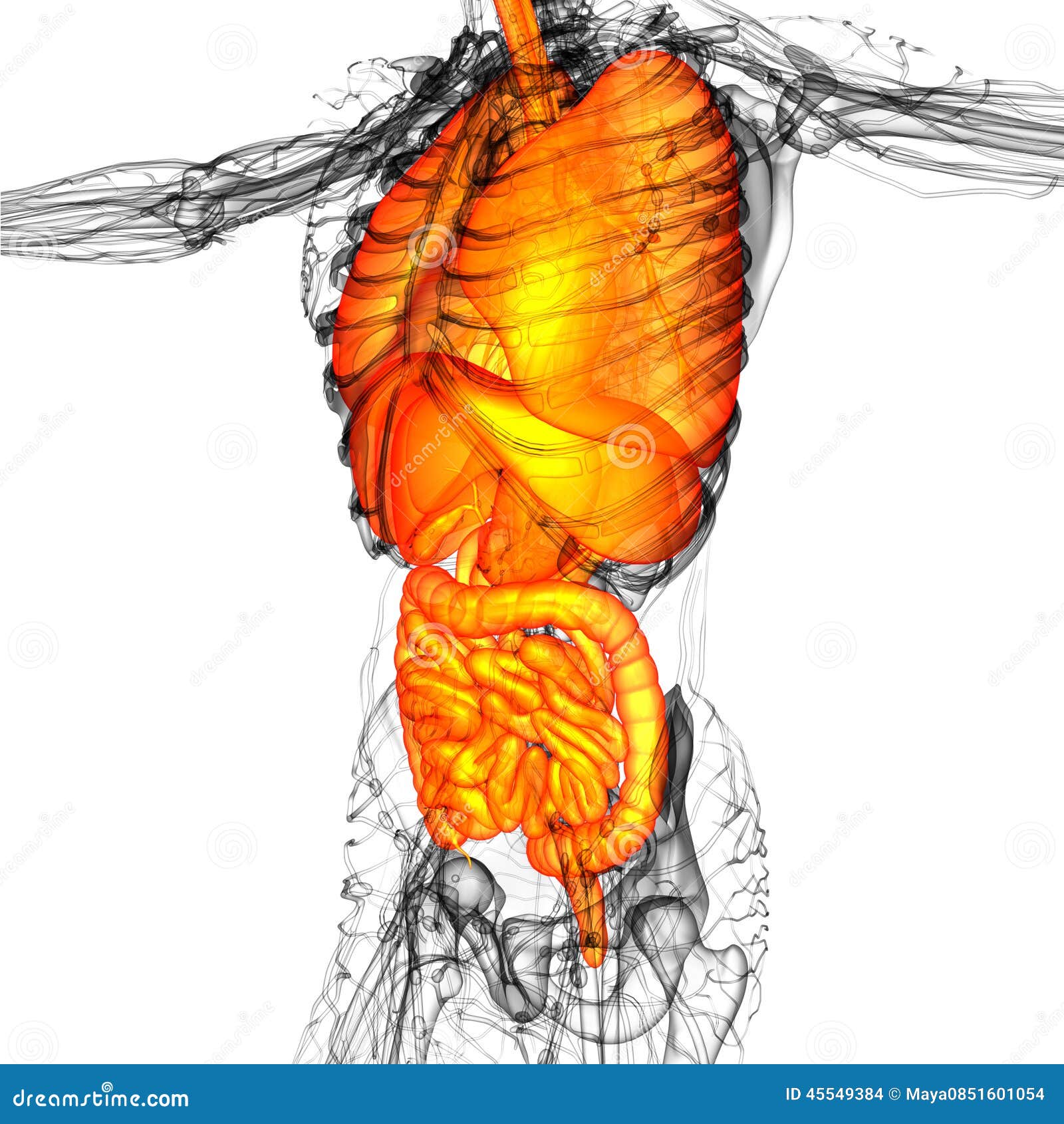 3d Render Medical Illustration of the Human Digestive System and Stock ...