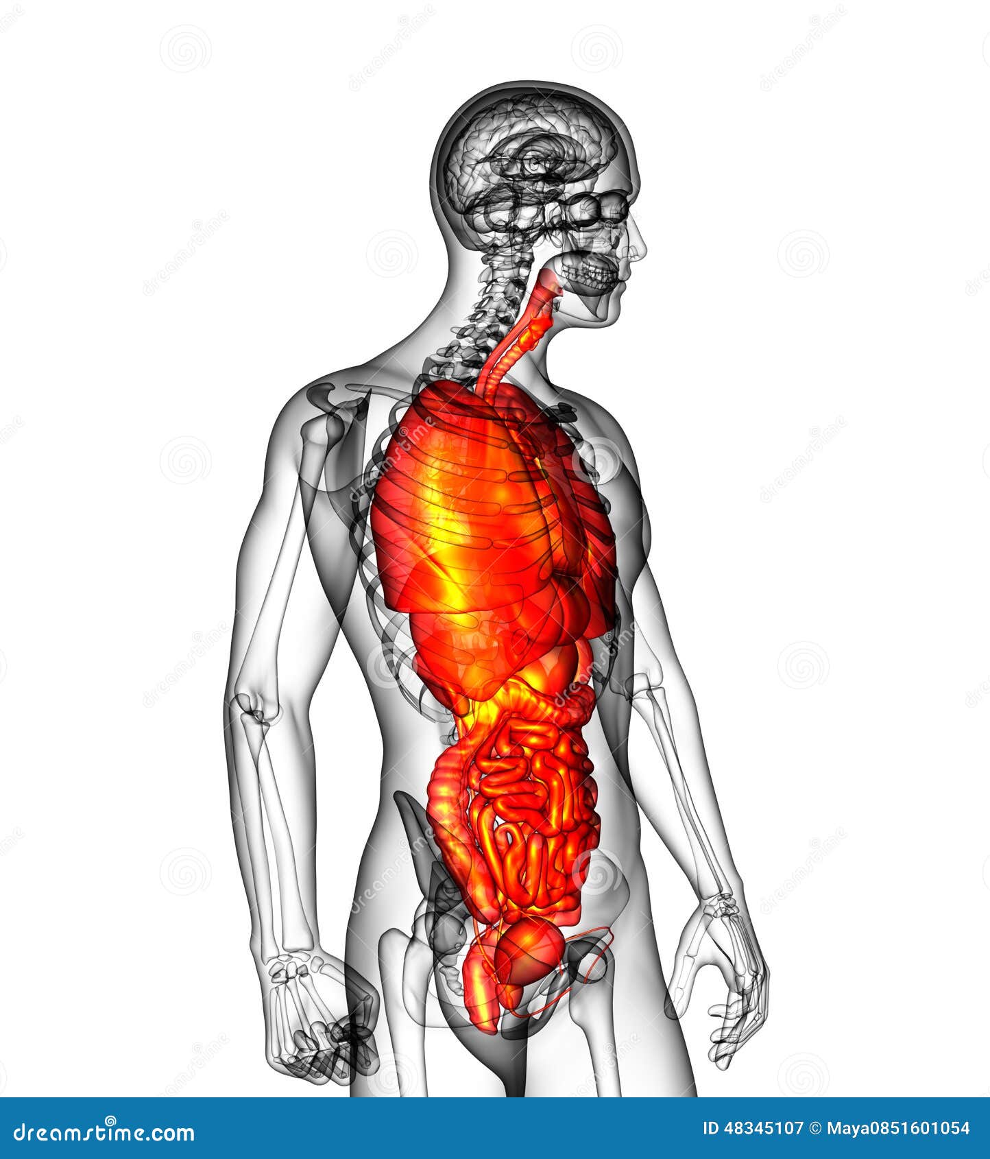 3d Render Medical Illustration of the Human Digestive System and Stock ...