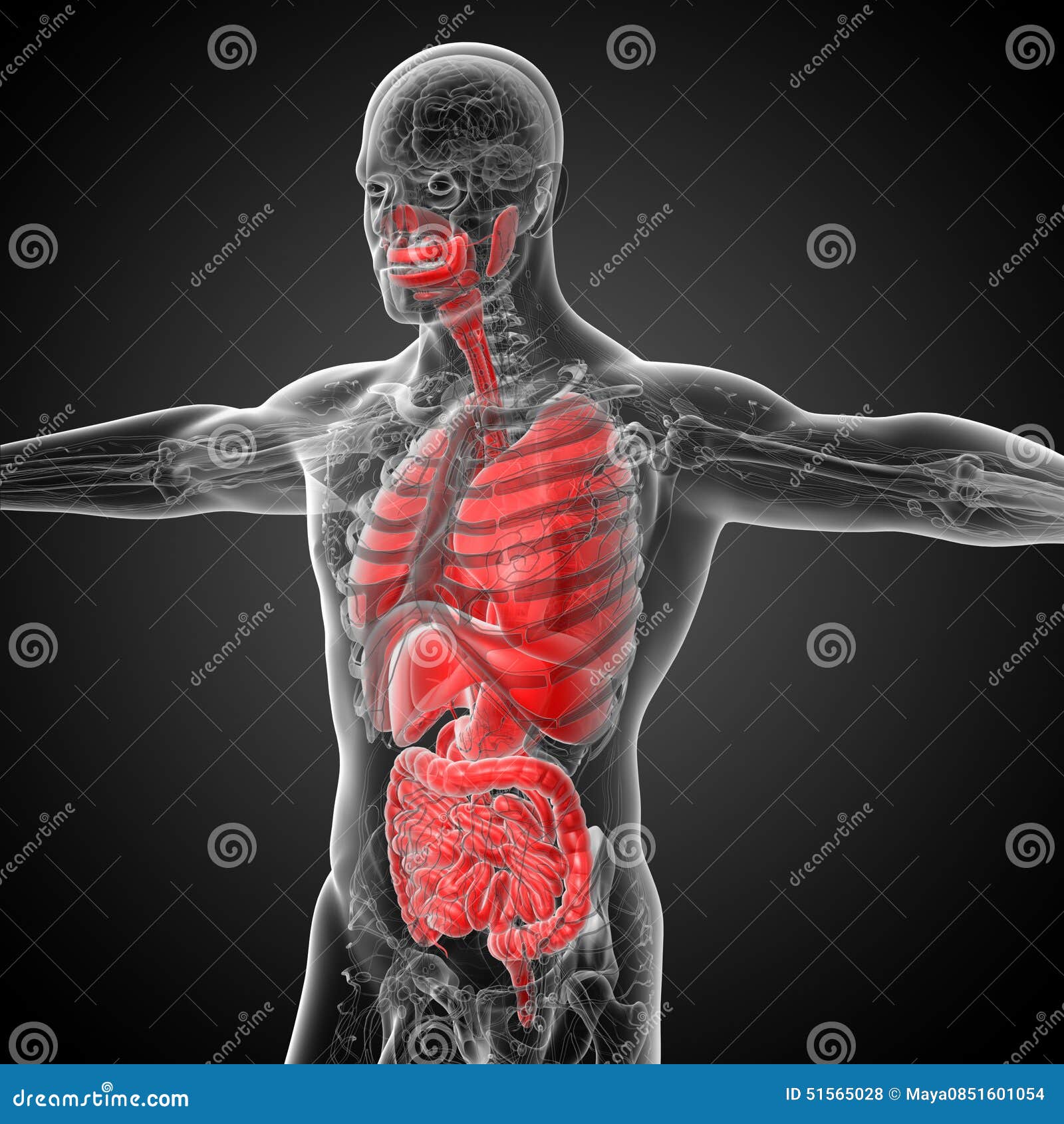 3d Render Medical Illustration of the Human Digestive System and Stock ...