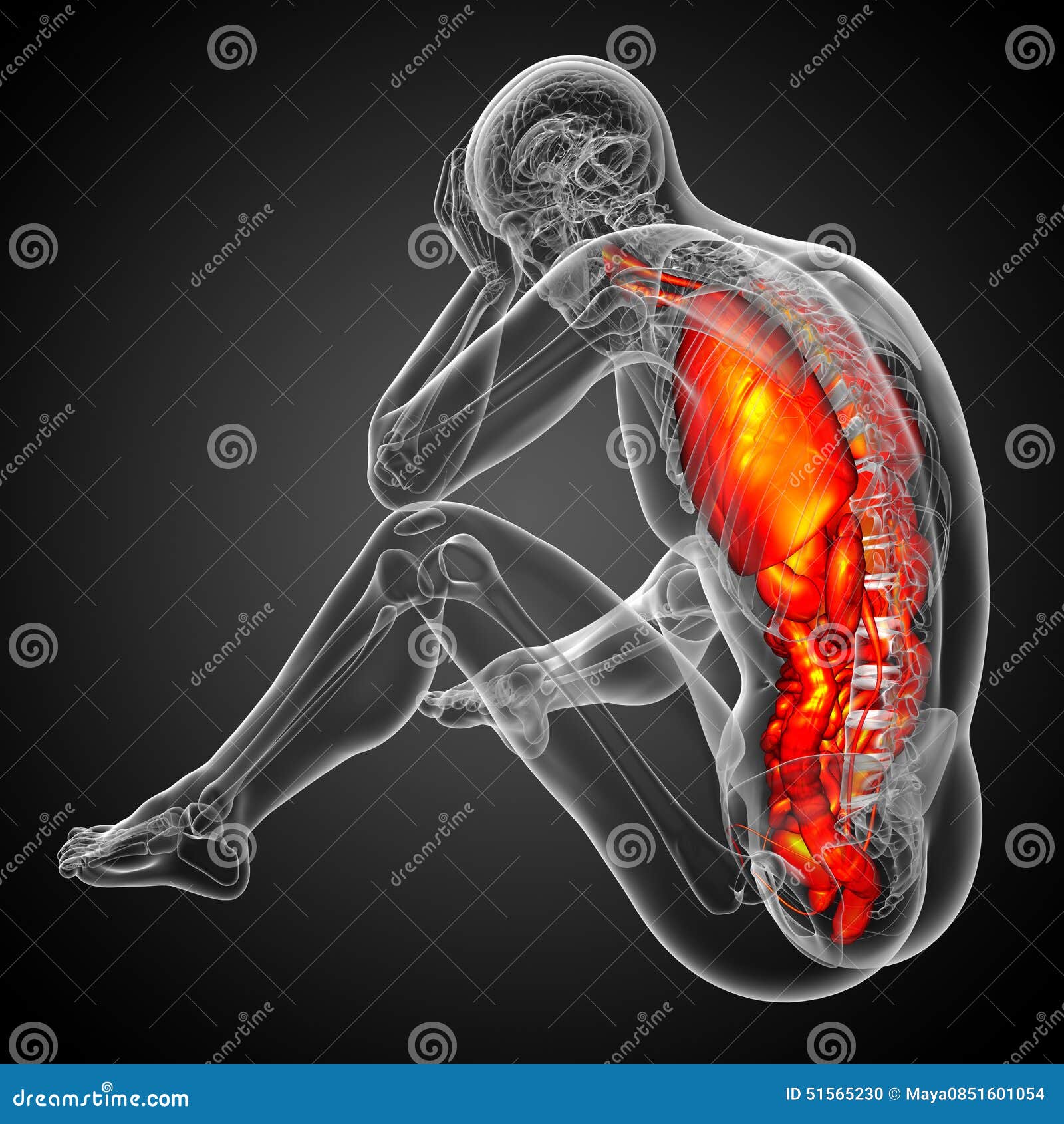 3d Render Medical Illustration of the Human Digestive System and Stock ...