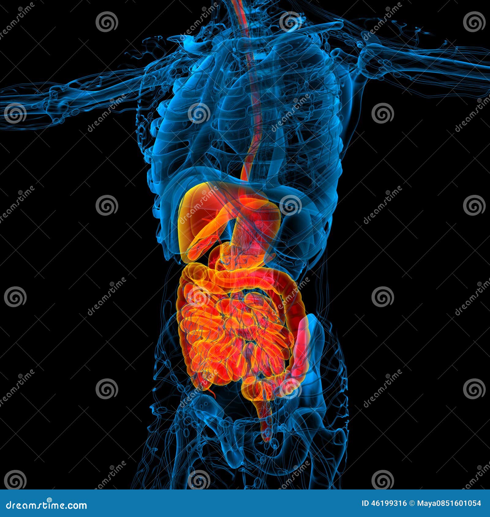 3d Render Medical Illustration of the Human Digestive System Stock ...