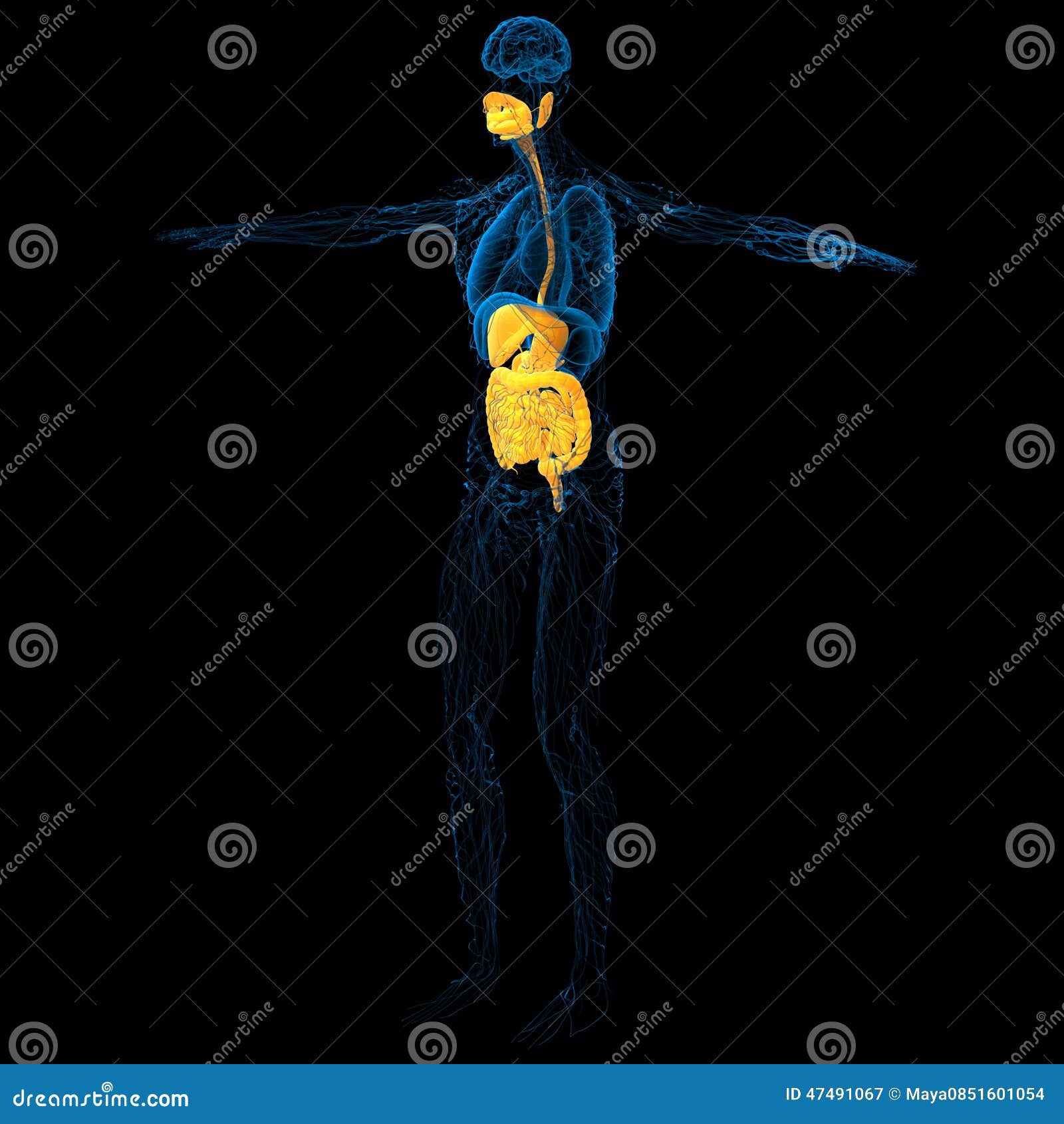 3d Render Medical Illustration of the Human Digestive System Stock ...