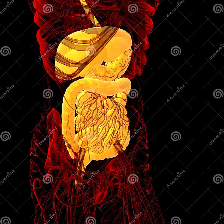 3d Render Medical Illustration of the Human Digestive System Stock ...