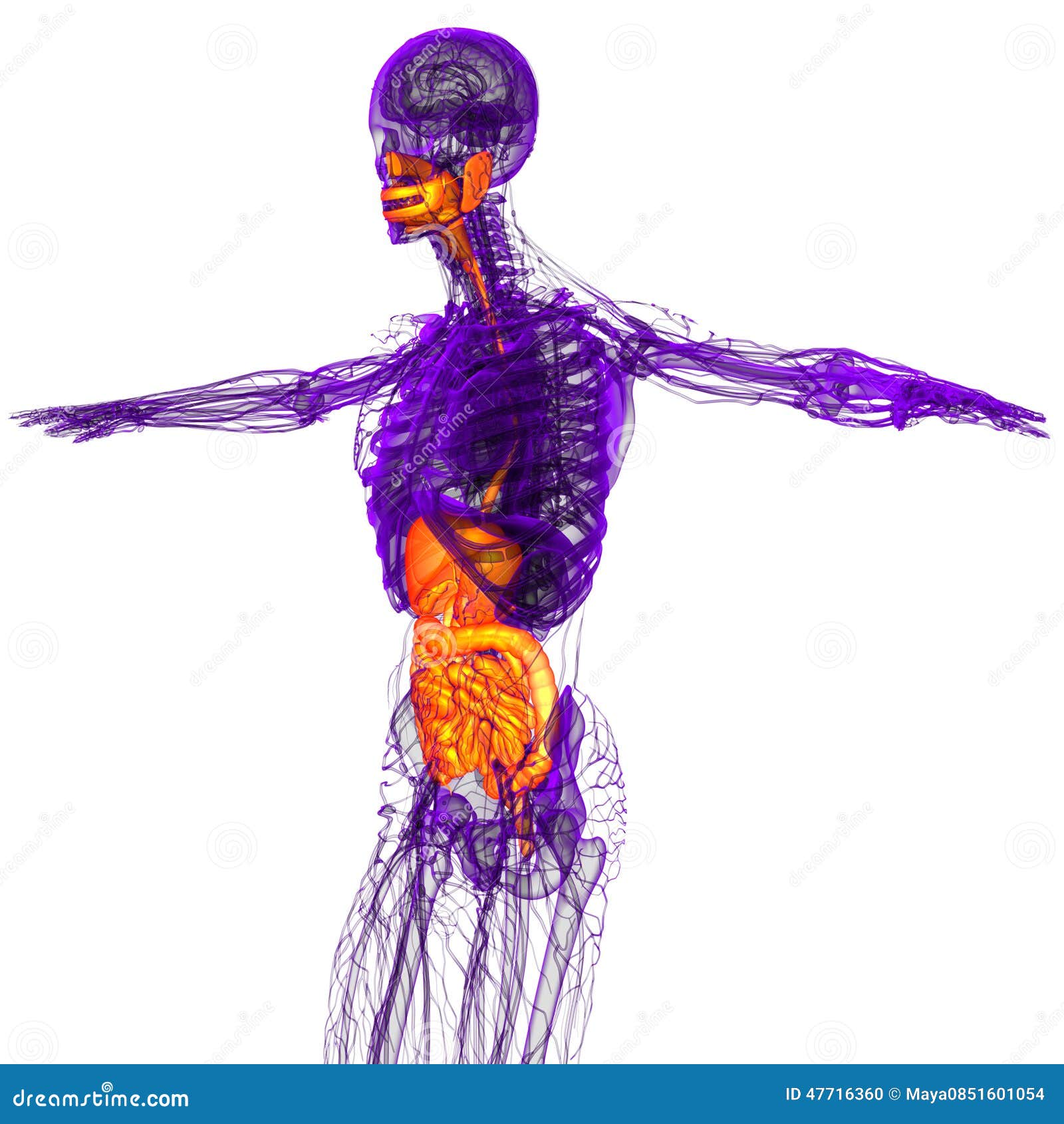 3d Render Medical Illustration of the Human Digestive System Stock ...