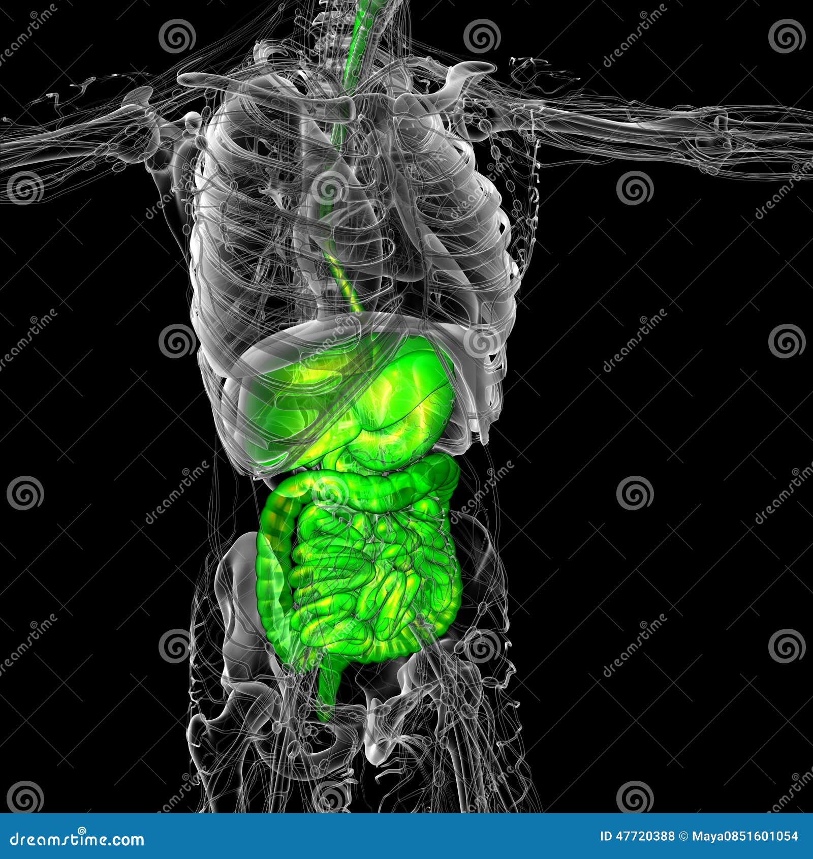 3d Render Medical Illustration of the Human Digestive System Stock ...