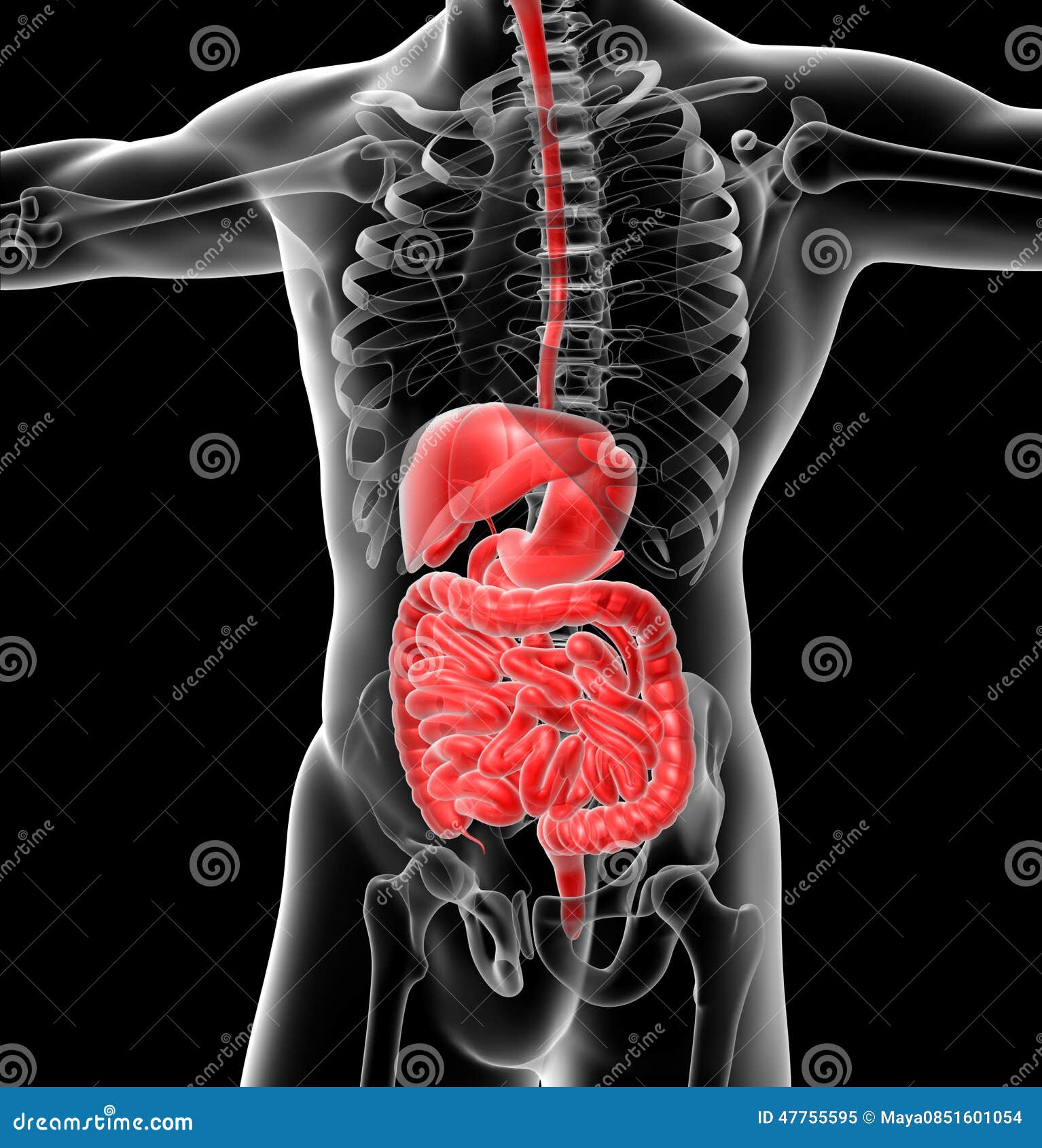 3d Render Medical Illustration of the Human Digestive System Stock ...