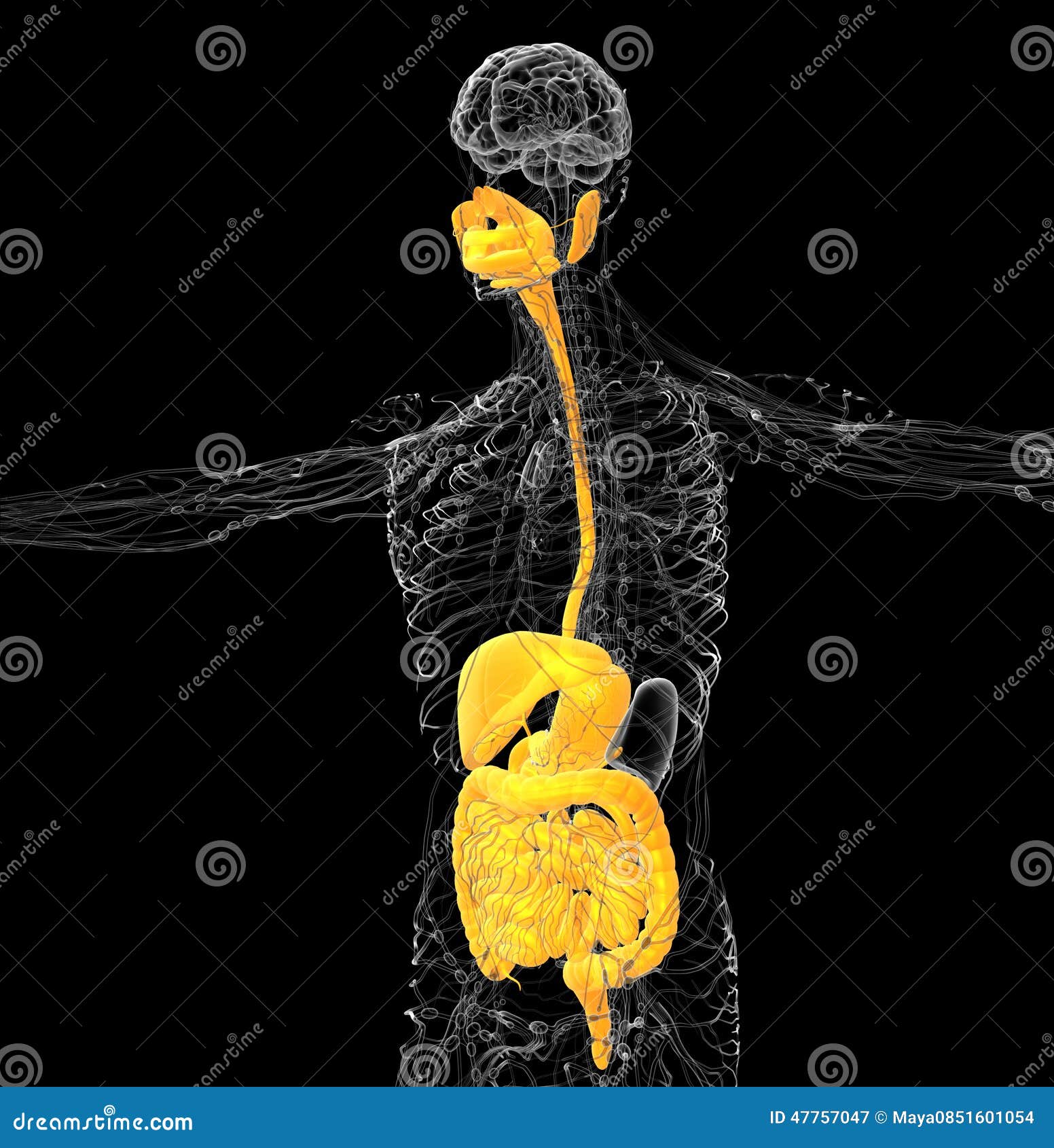 3d Render Medical Illustration of the Human Digestive System Stock ...