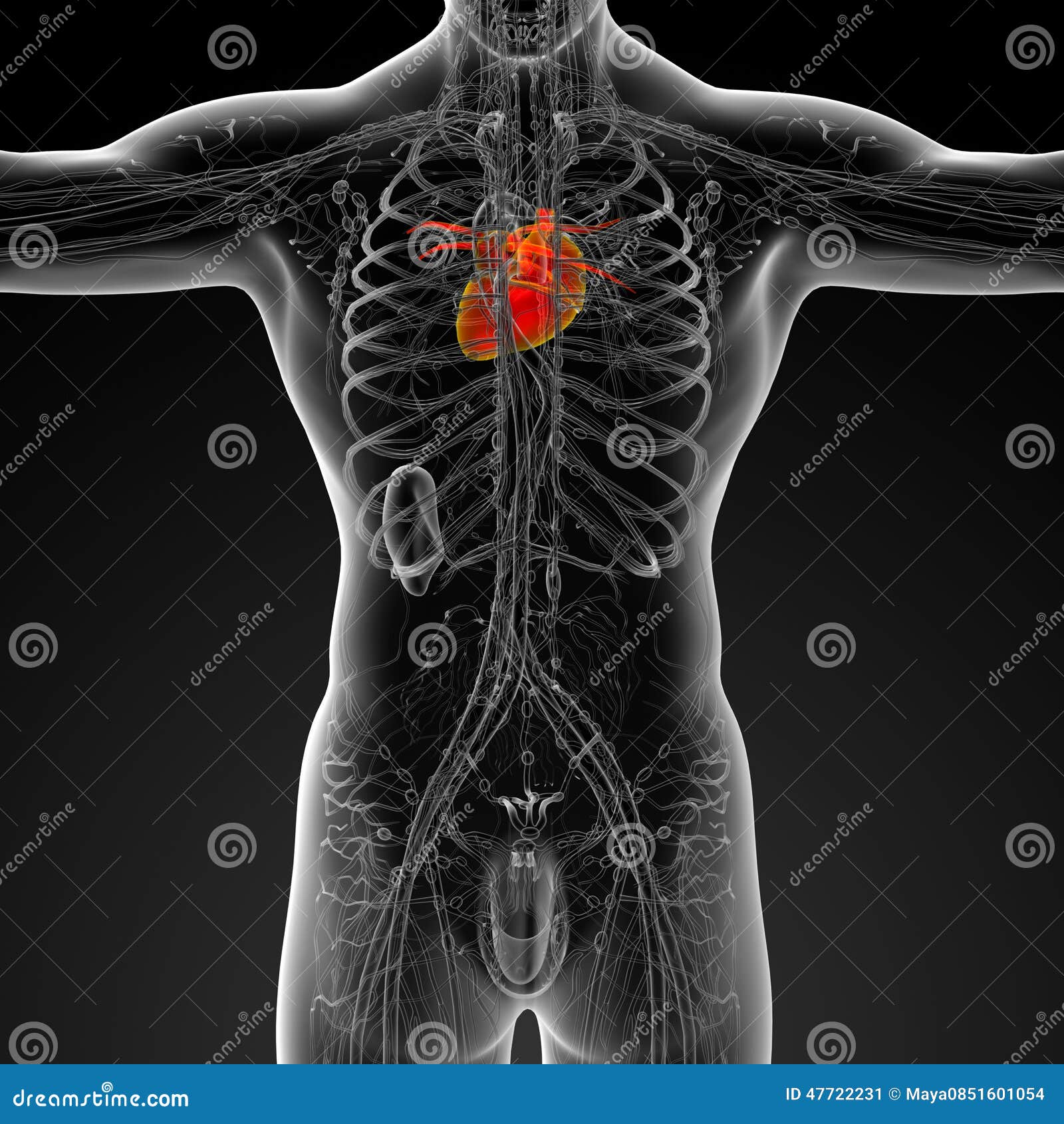 3d Render Medical Illustration of the Human Heart Stock Illustration ...