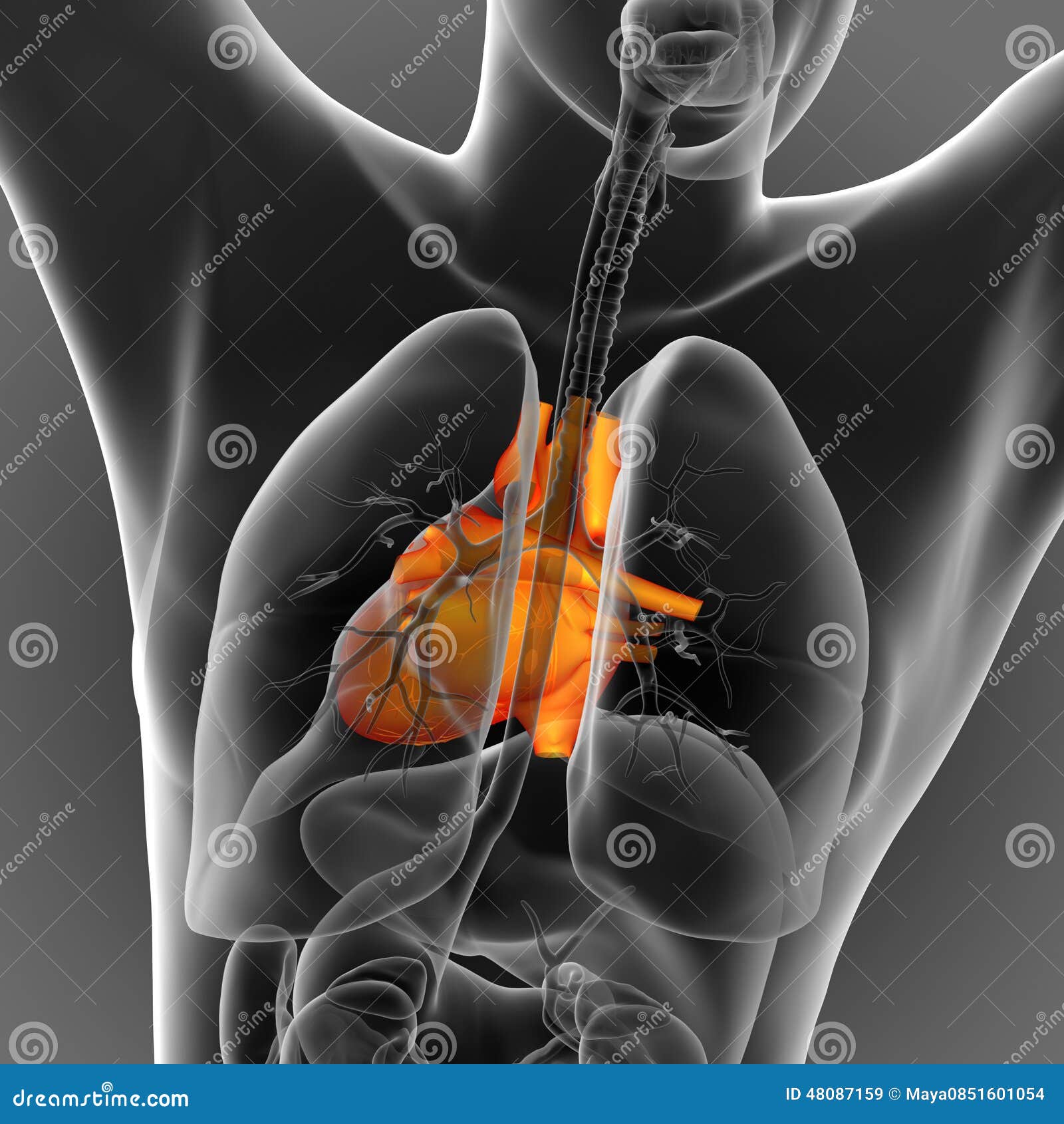 3d Render Medical Illustration of the Human Heart Stock Illustration ...