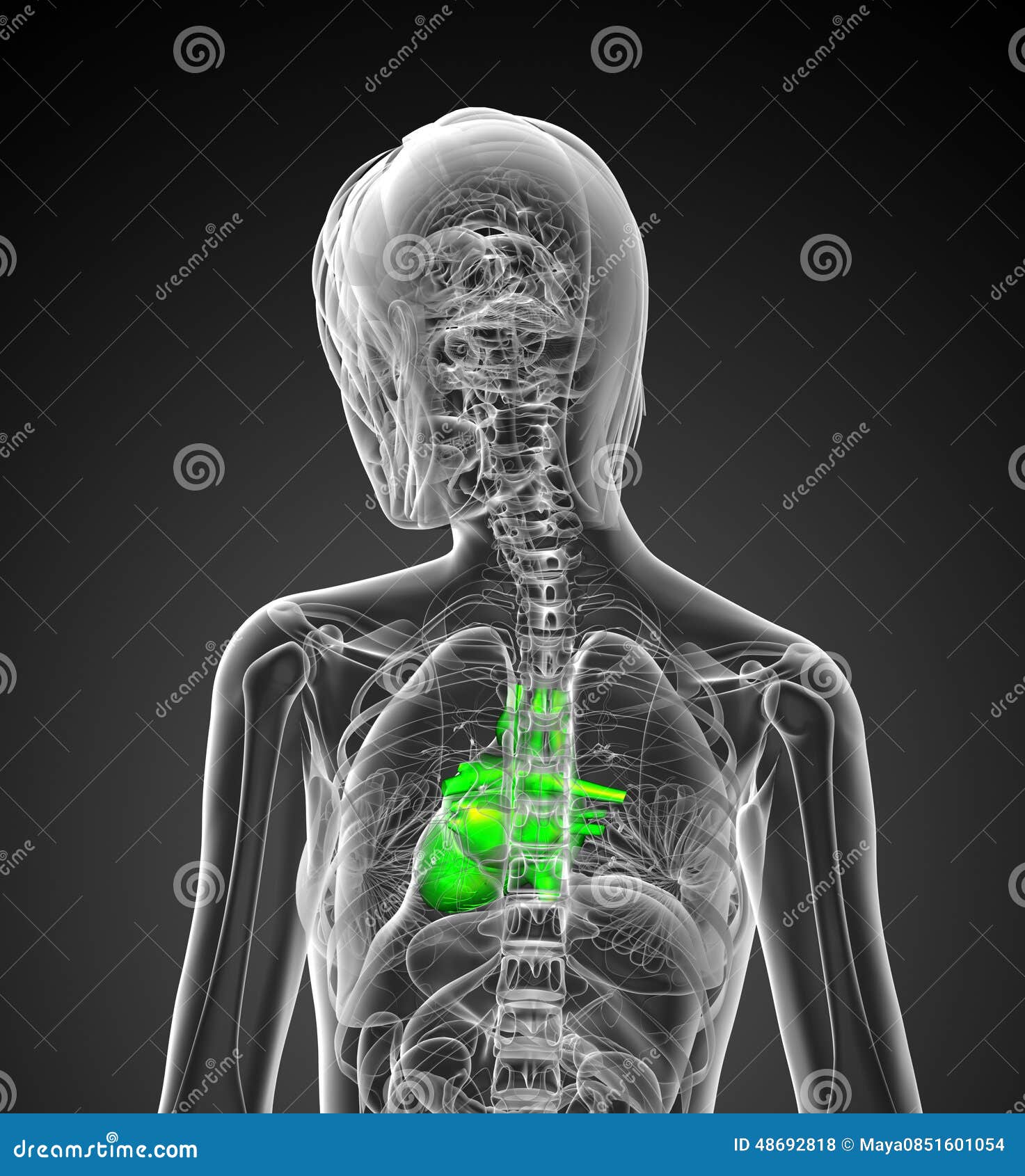 3d Render Medical Illustration of the Human Heart Stock Illustration ...