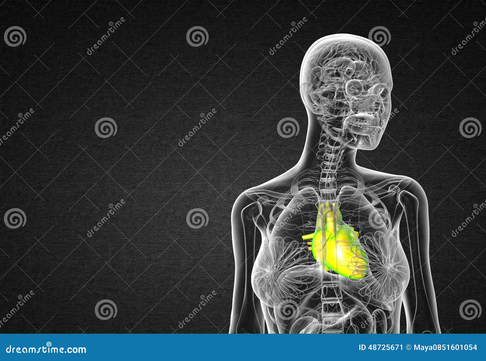 3d Render Medical Illustration of the Human Heart Stock Illustration ...