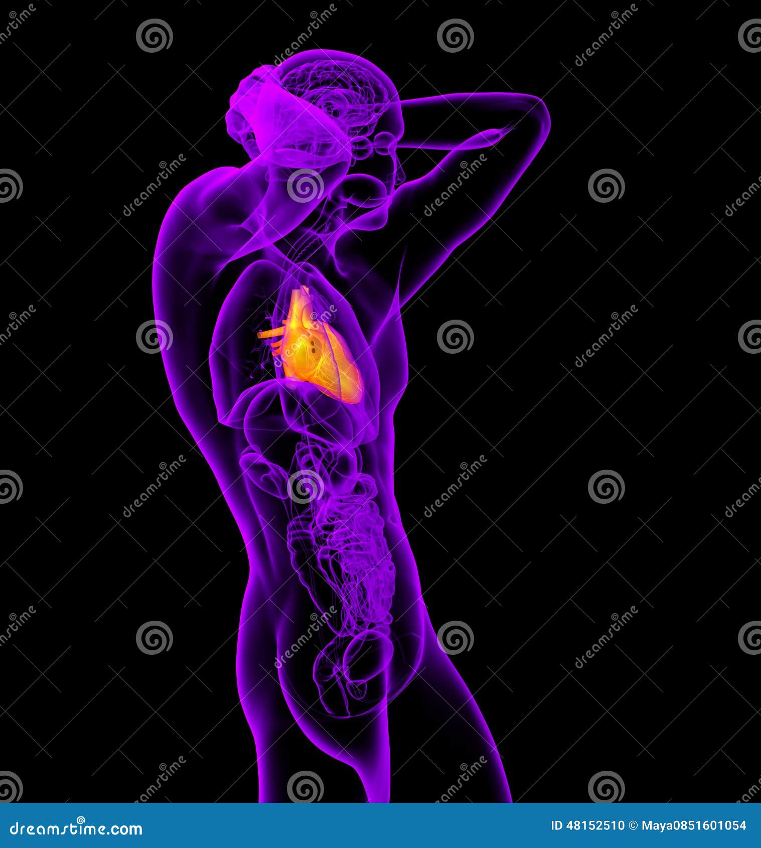 3d Render Medical Illustration of the Human Heart Stock Illustration ...