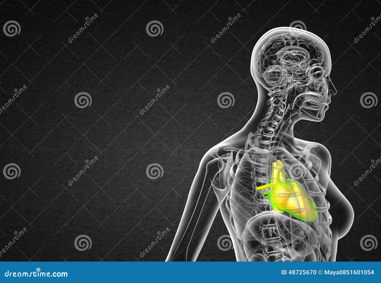 3d Render Medical Illustration of the Human Heart Stock Illustration ...