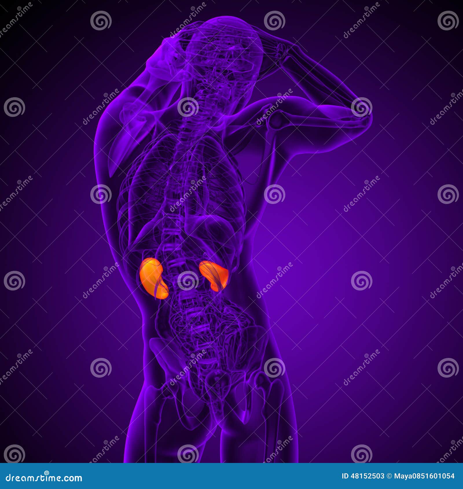 3d Render Medical Illustration of the Human Kidney Stock Illustration ...