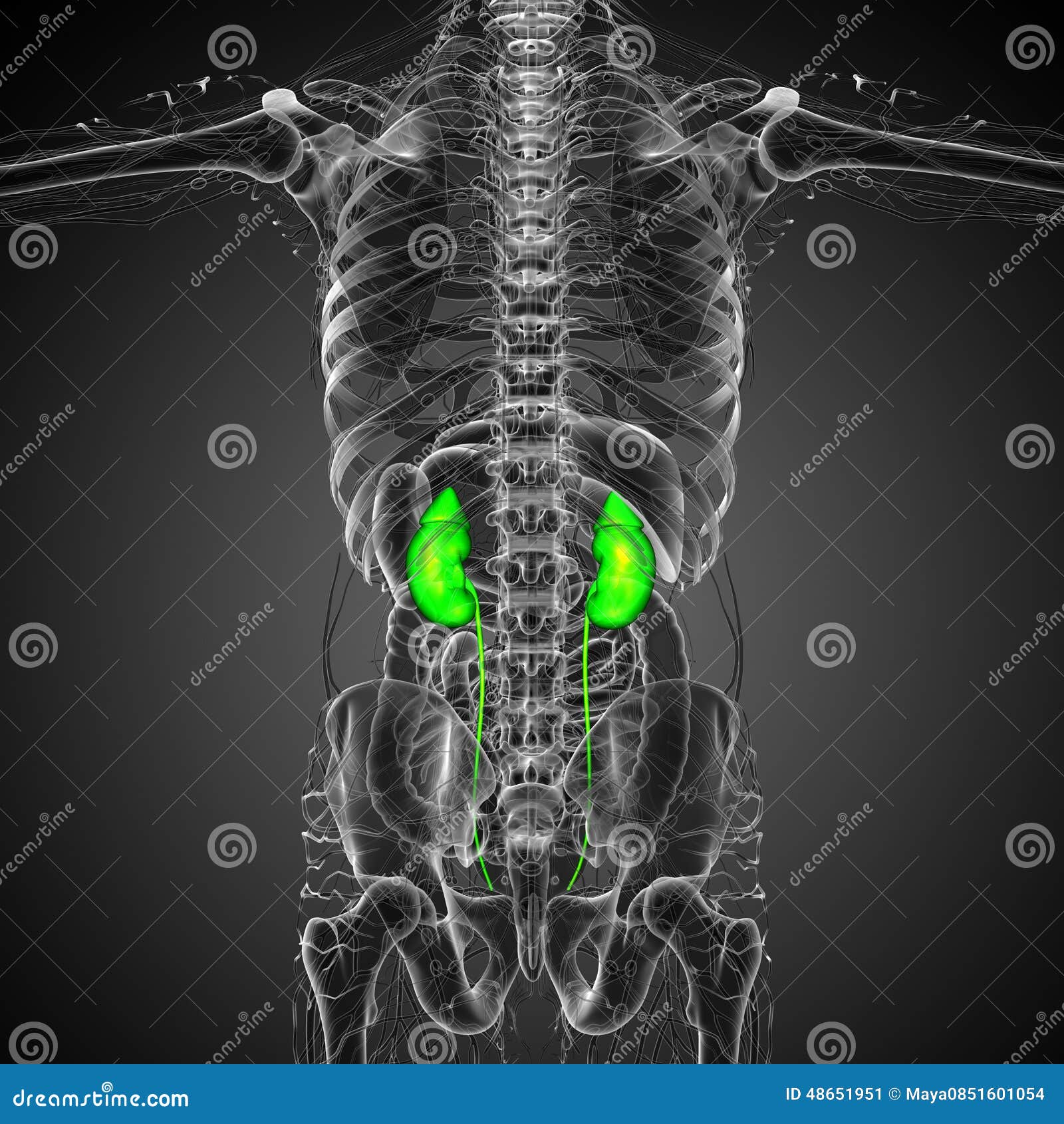 3d Render Medical Illustration of the Human Kidney Stock Illustration ...