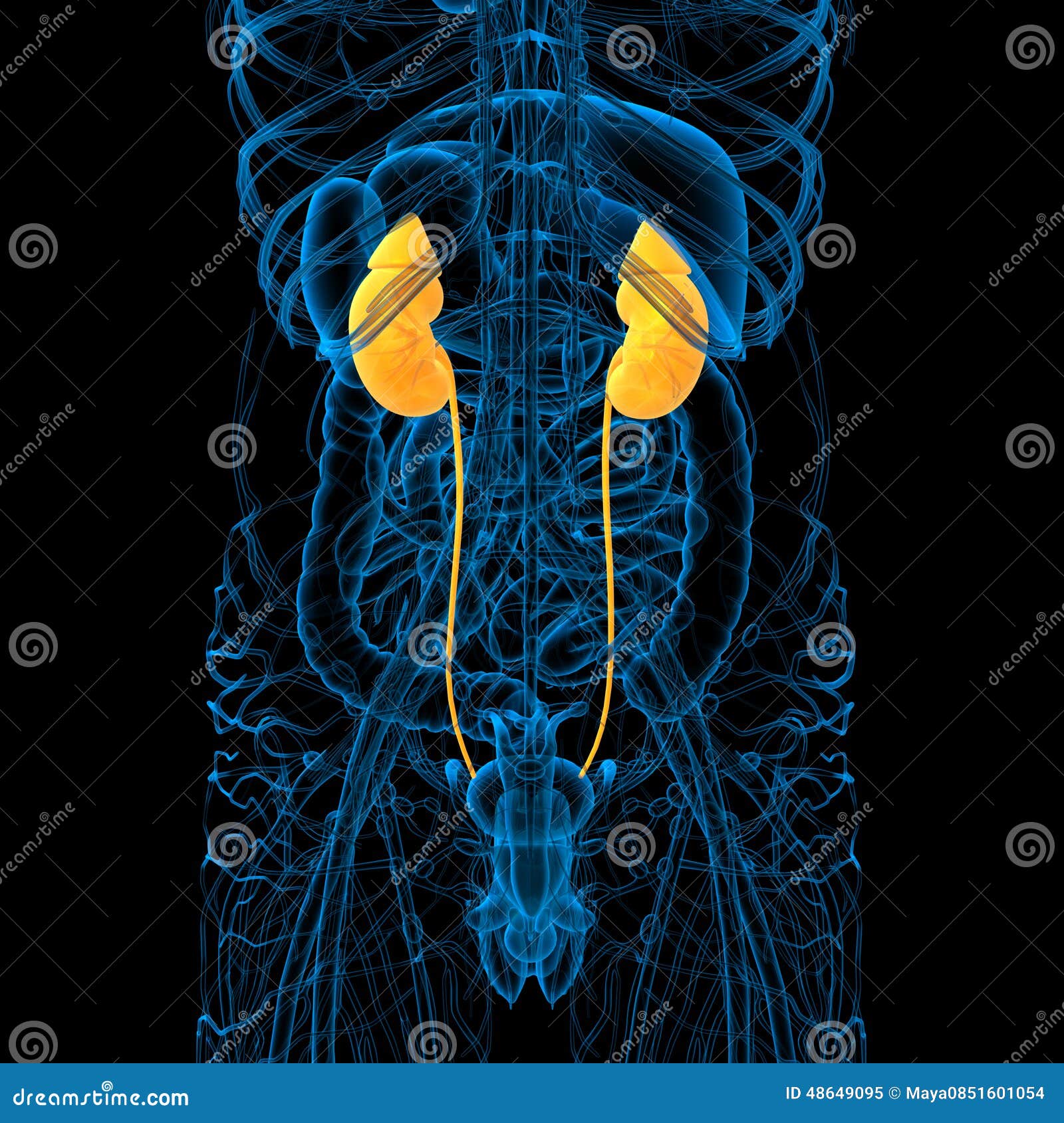 3d Render Medical Illustration of the Human Kidney Stock Illustration ...