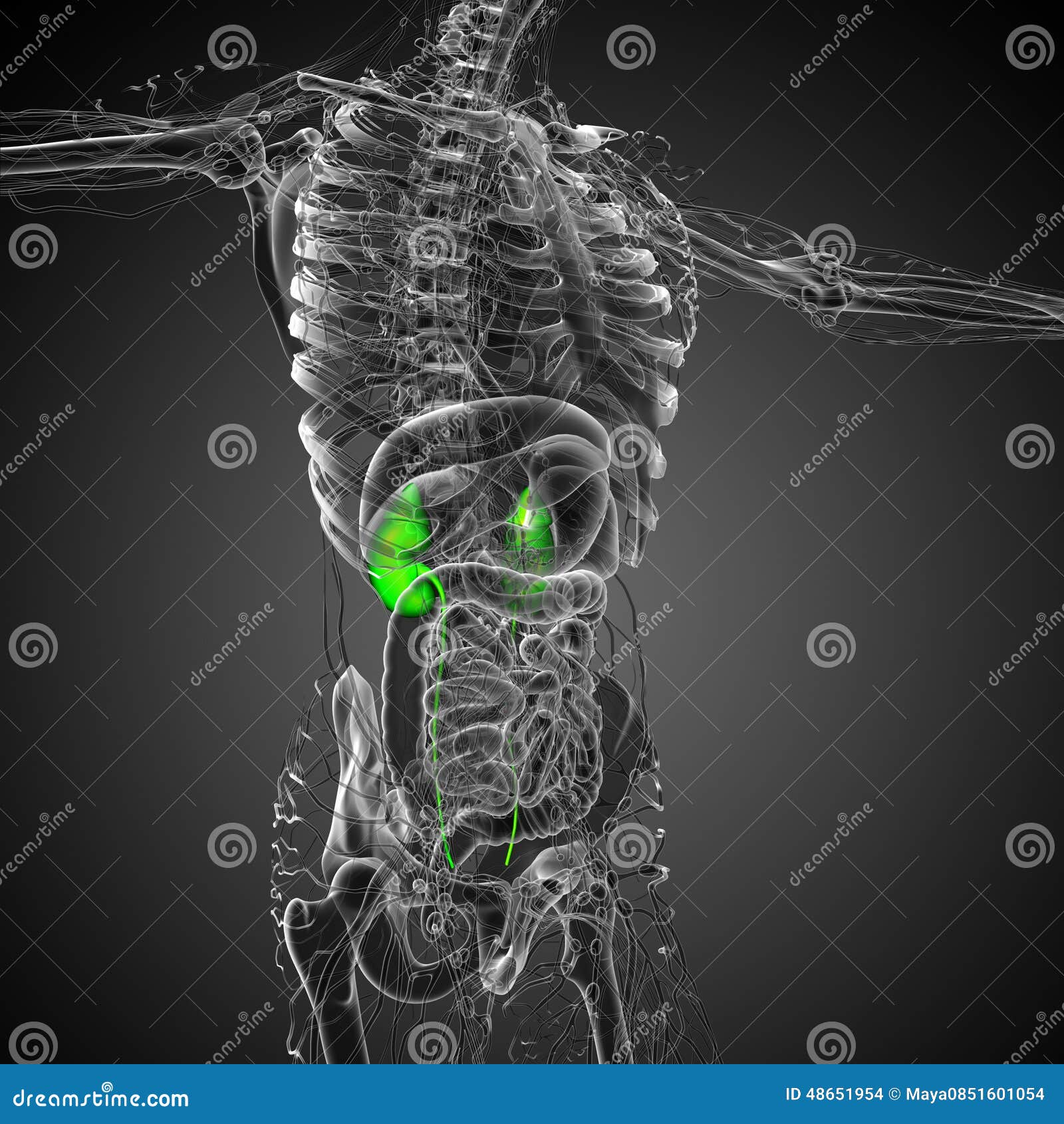 3d Render Medical Illustration of the Human Kidney Stock Illustration ...