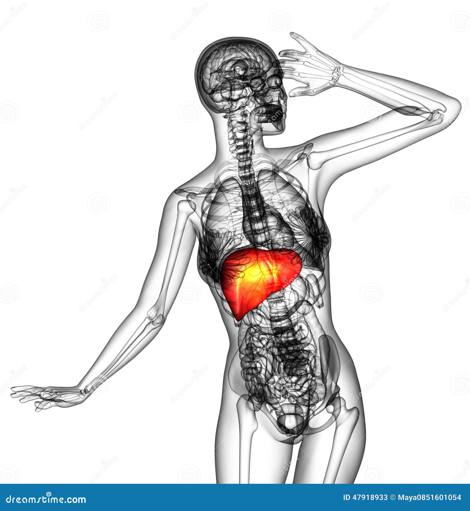 3d Render Medical Illustration of the Human Liver Stock Illustration ...