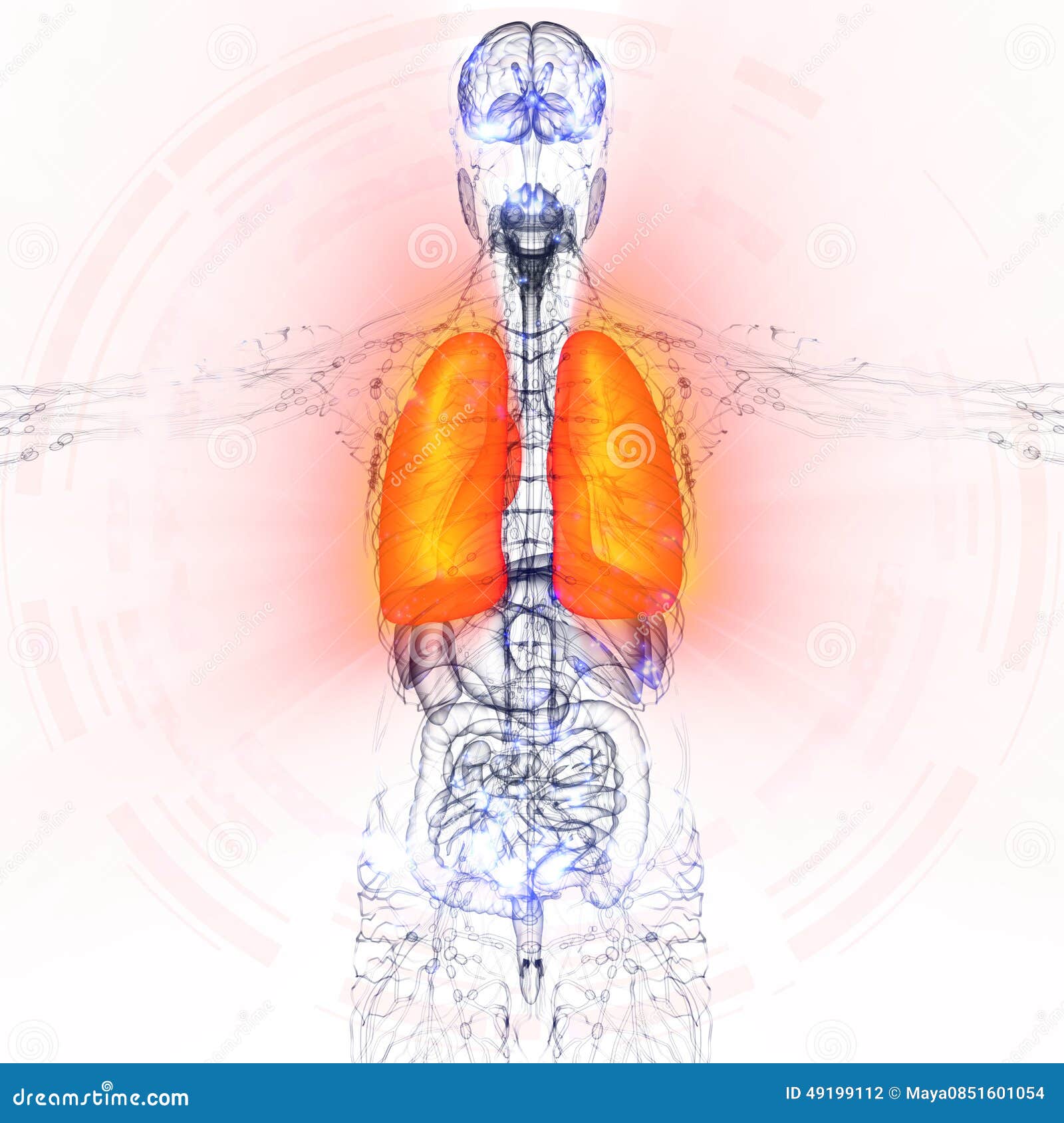 3d Render Medical Illustration of the Human Lung Stock Illustration ...