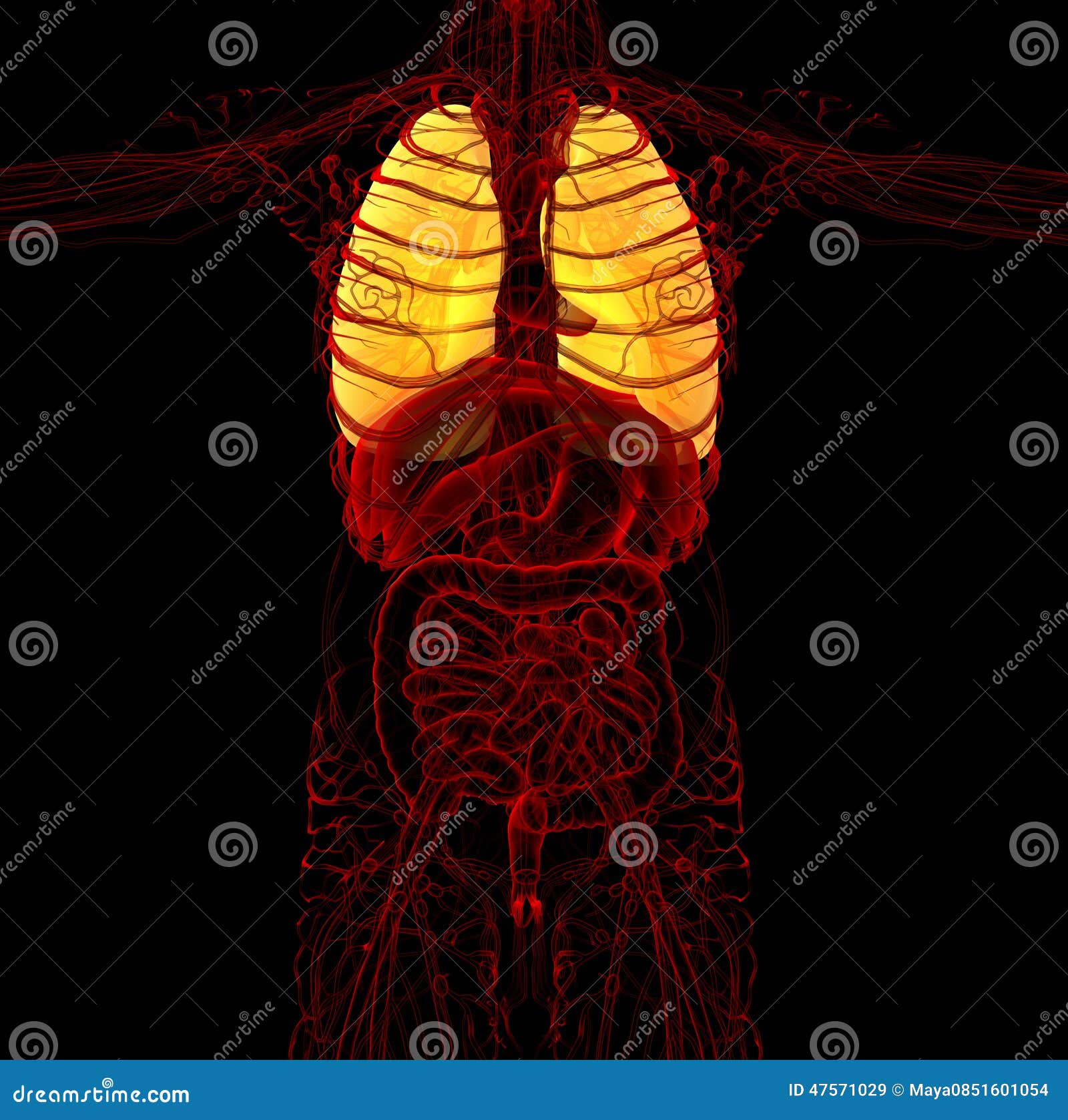 3d Render Medical Illustration of the Human Lung Stock Illustration ...