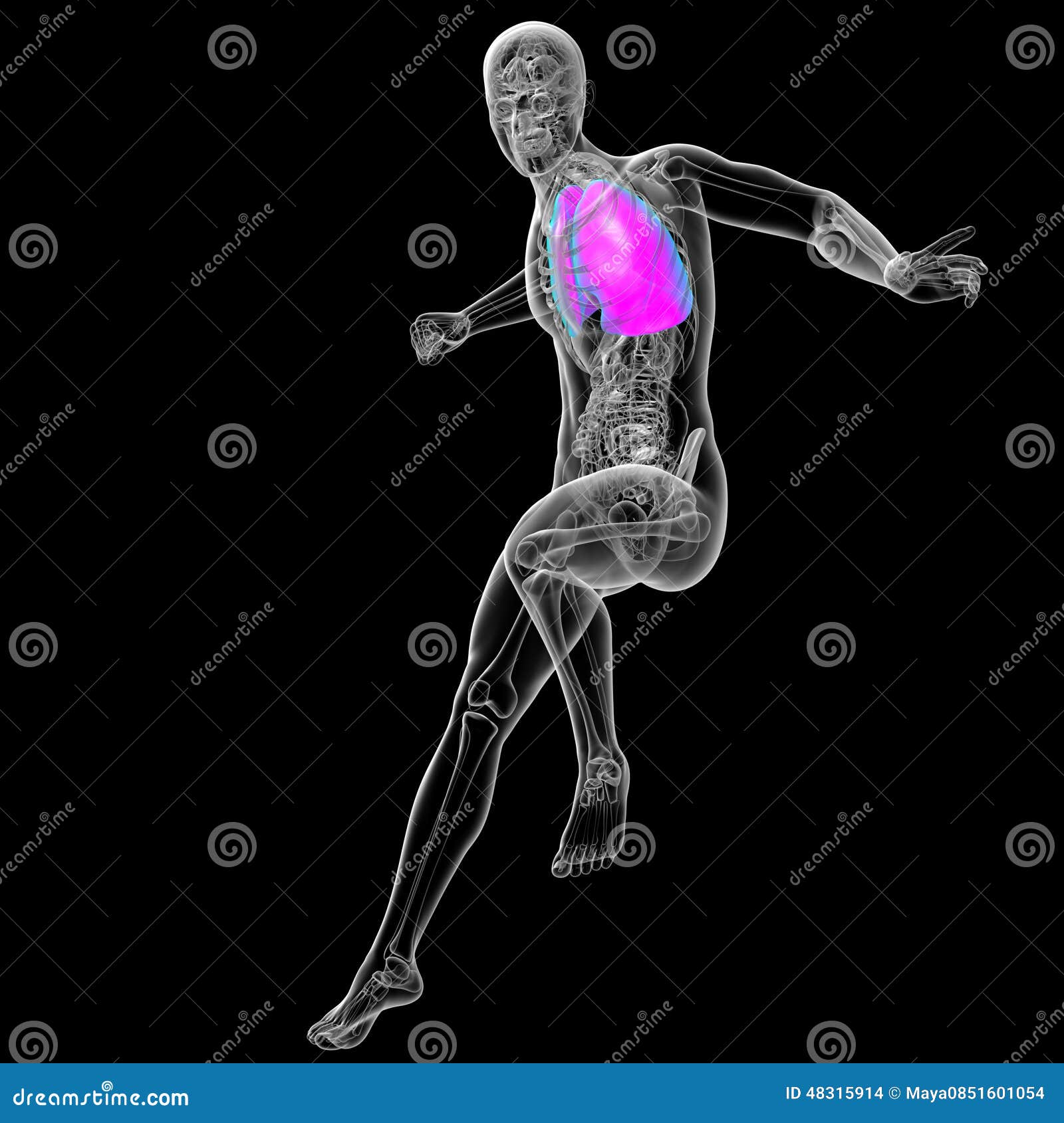 3d Render Medical Illustration of the Human Lung Stock Illustration ...