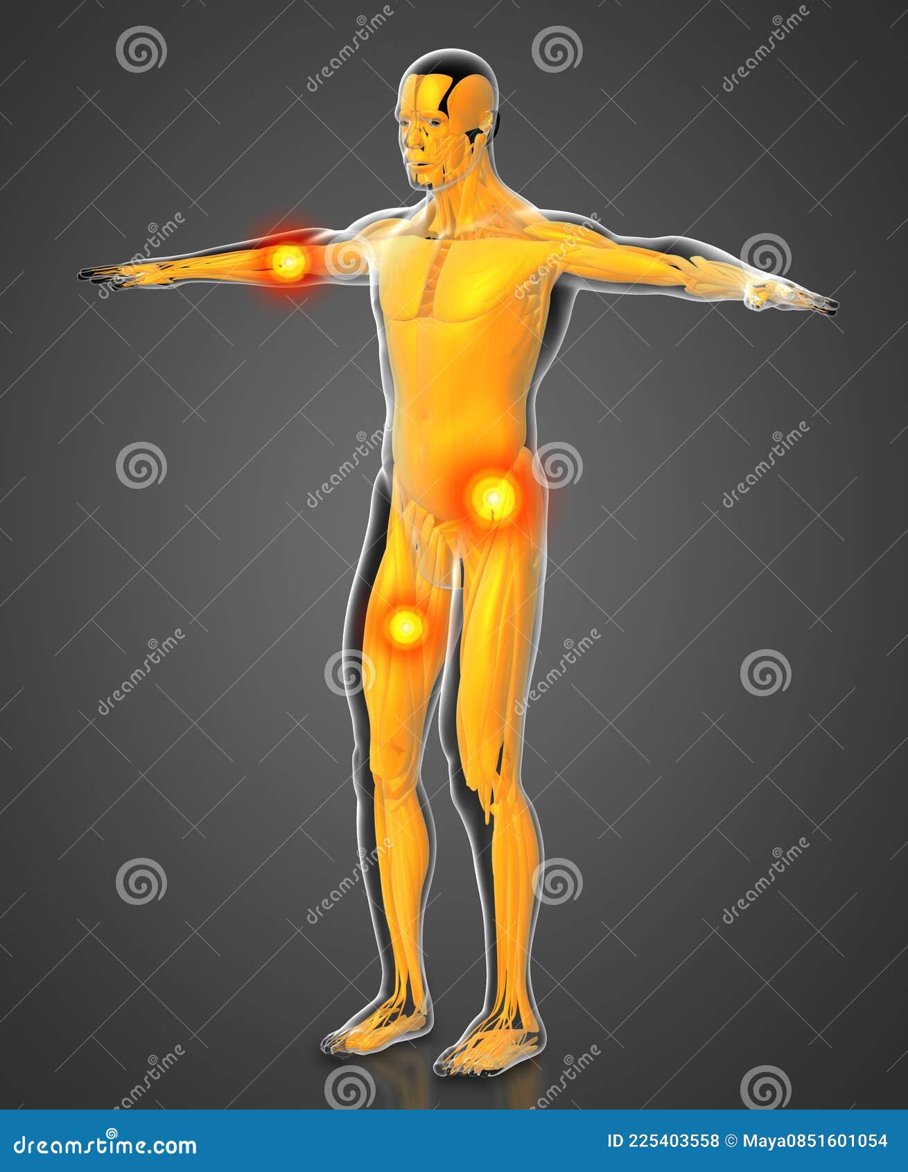 3d Render Medical Illustration of the Human Muscle Stock Illustration ...