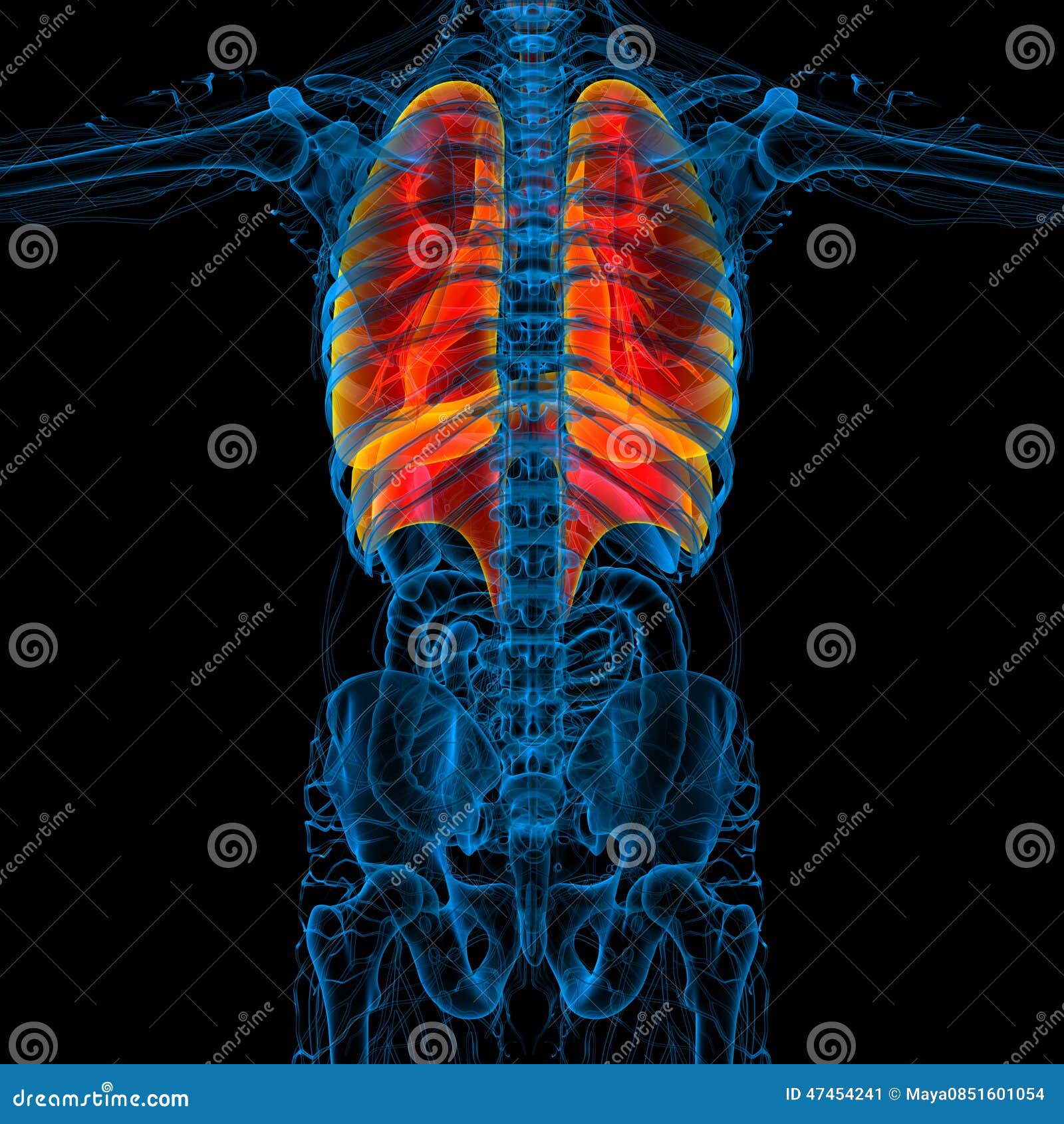 3d Render Medical Illustration of the Human Respiratory System Stock ...