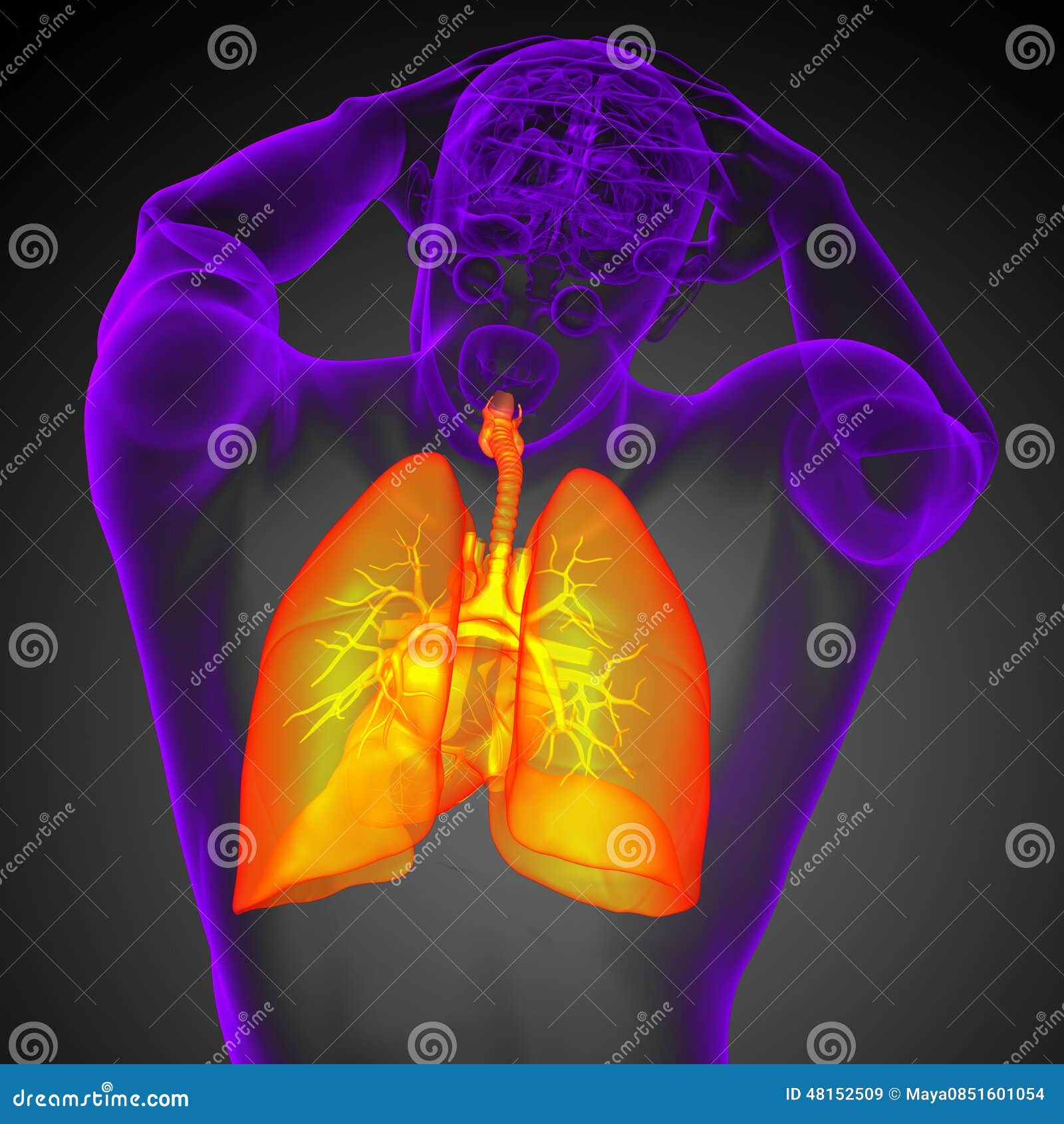3d Render Medical Illustration of the Human Respiratory System Stock ...