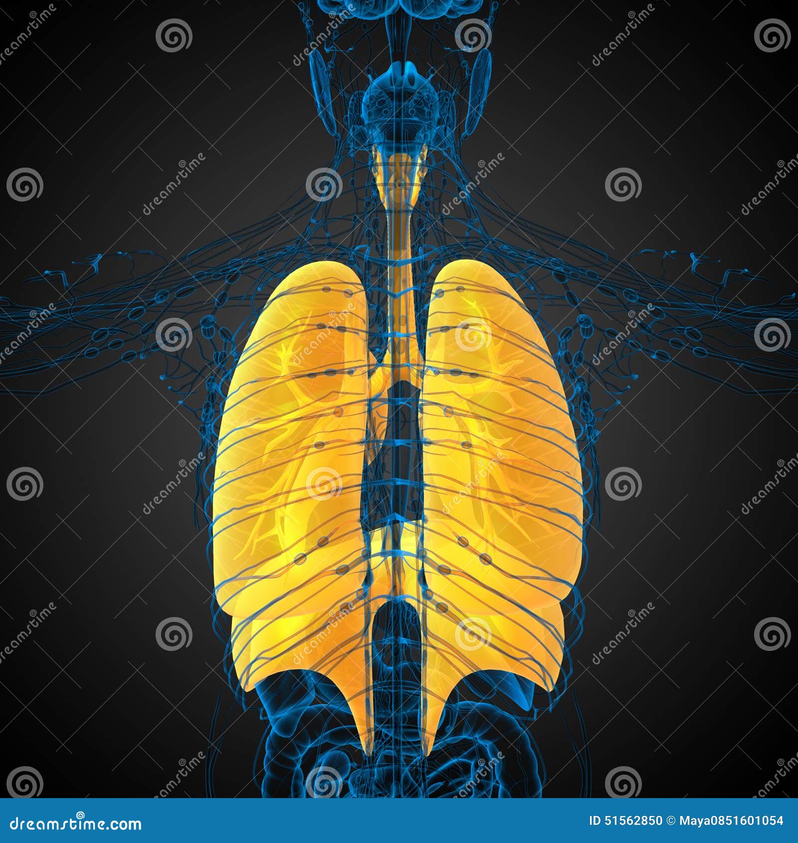 3d Render Medical Illustration of the Human Respiratory System Stock ...