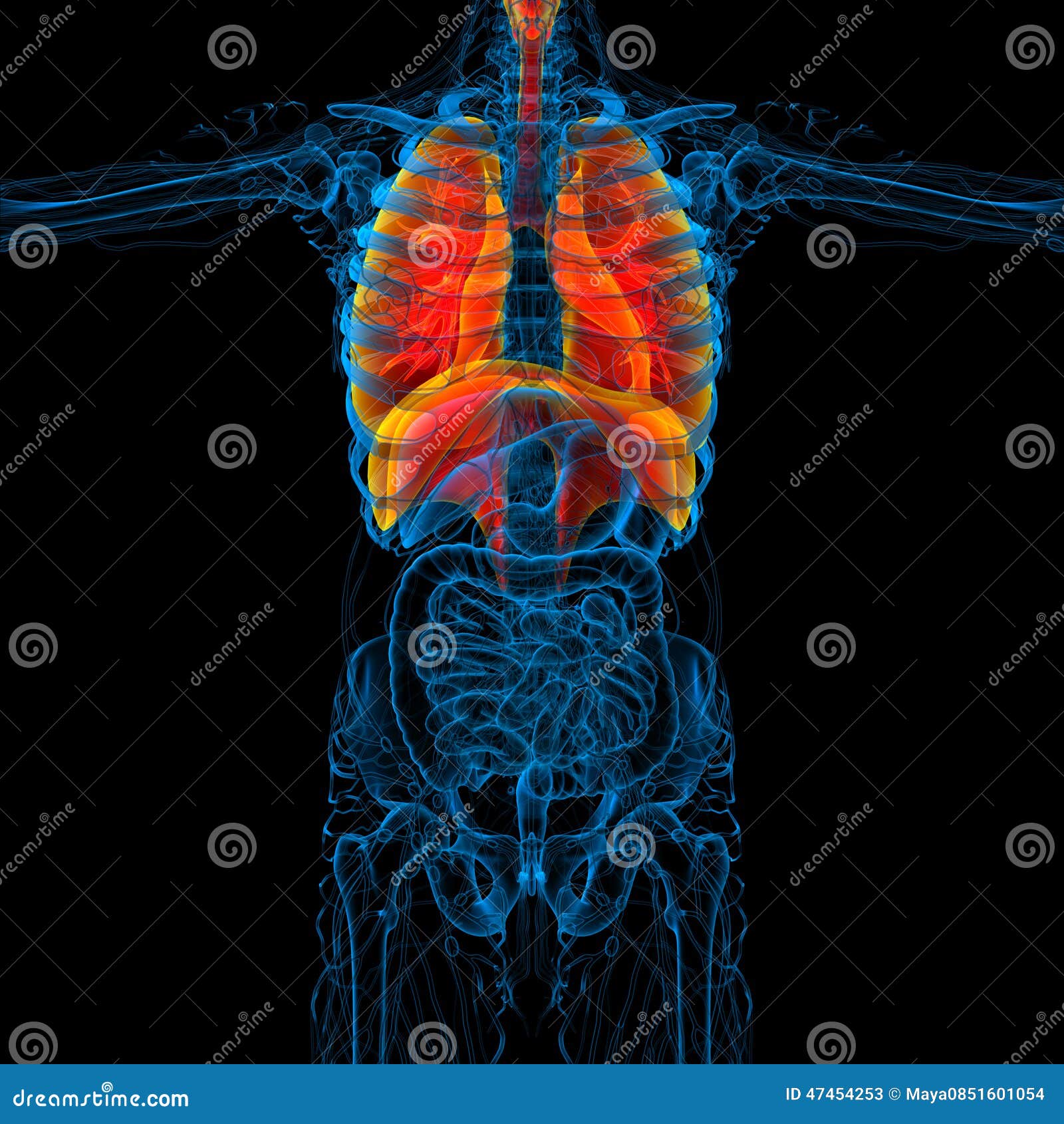 3d Render Medical Illustration of the Human Respiratory System Stock ...