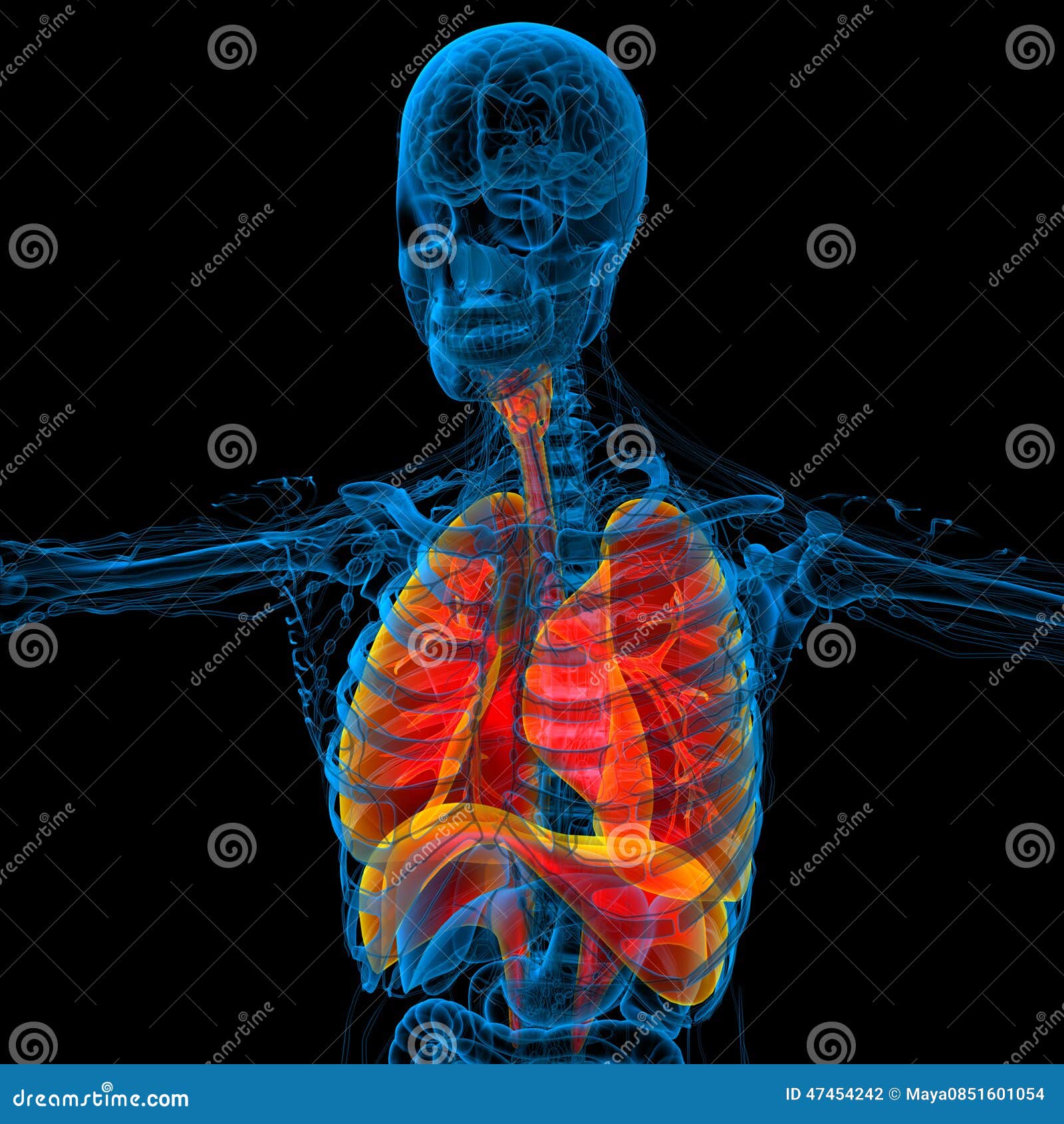 3d Render Medical Illustration of the Human Respiratory System Stock ...