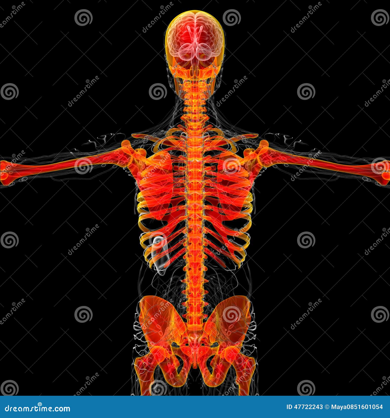 3d Render Medical Illustration of the Human Skeleton Stock Illustration ...