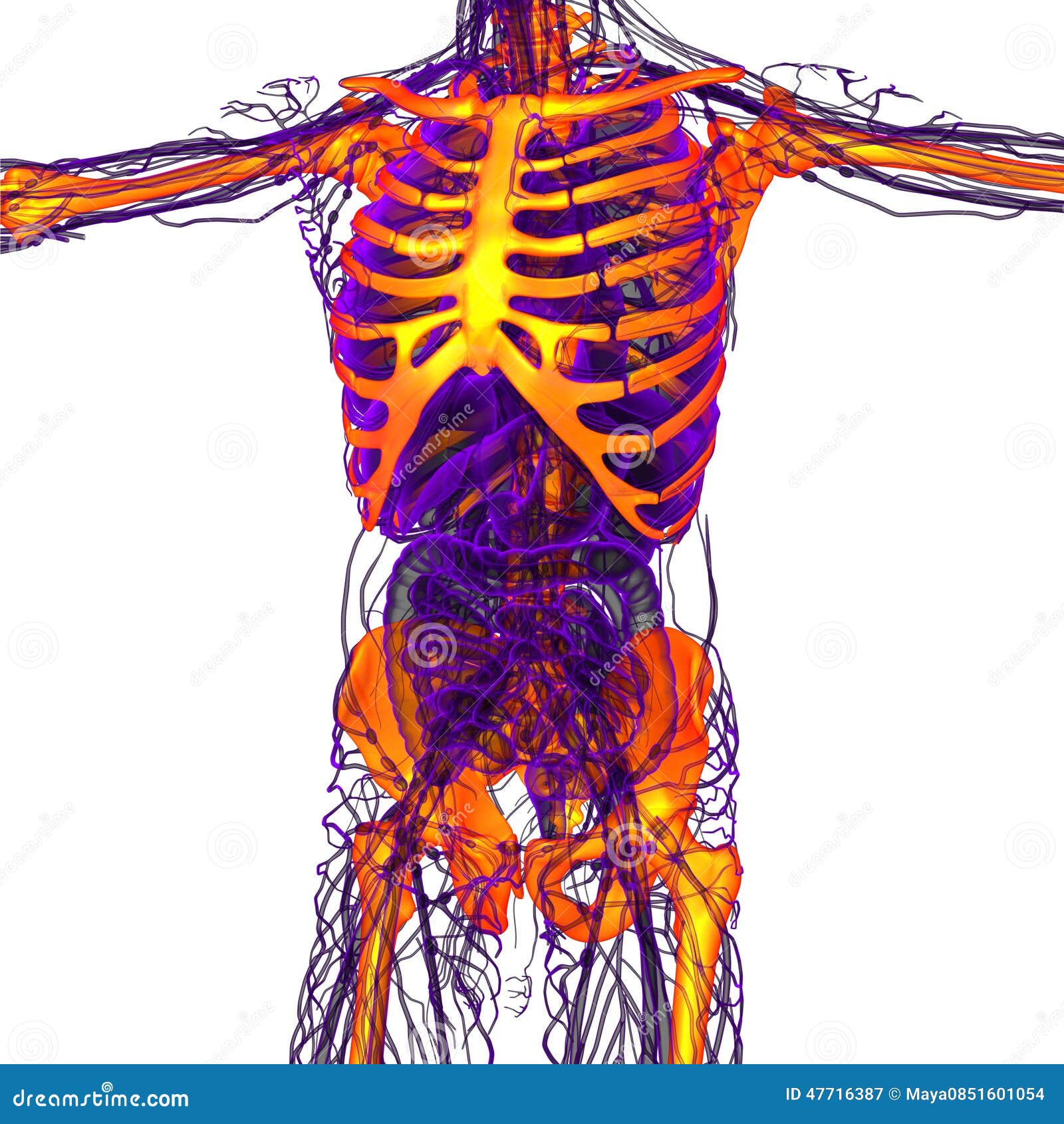 3d Render Medical Illustration of the Human Skeleton Stock Illustration ...