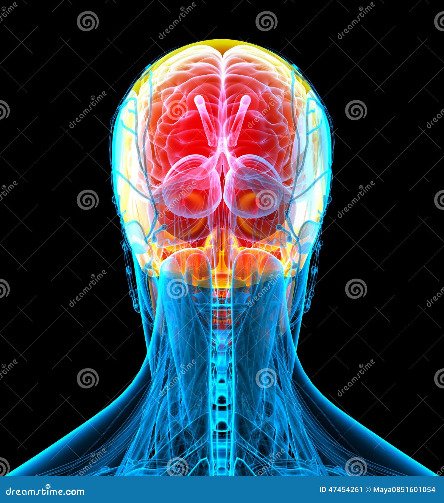 Human Skull Transversal Cross-section And Bottom View Stock Photo ...