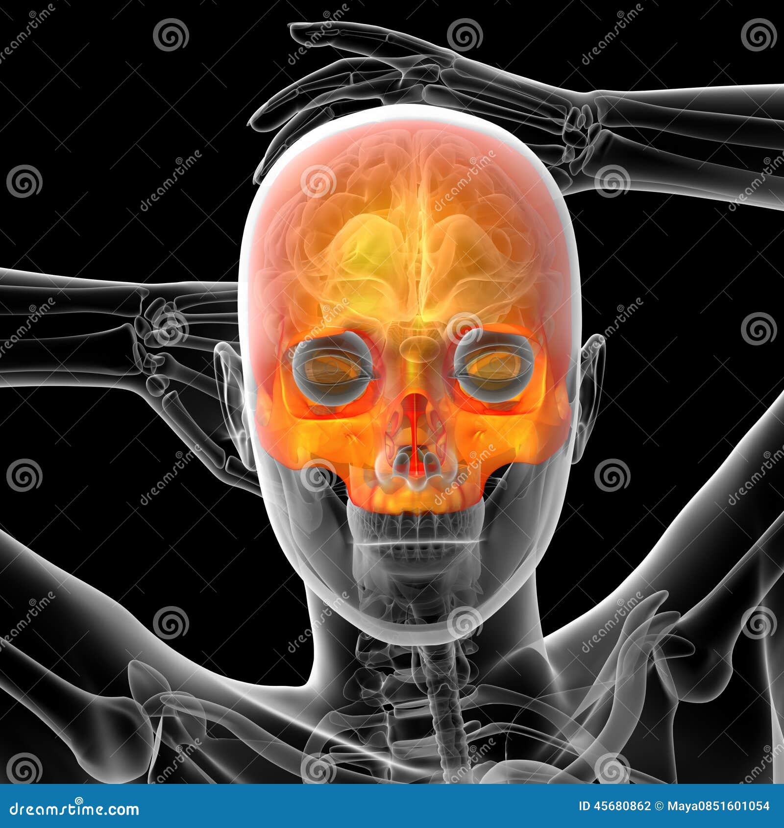 3d Render Medical Illustration of the Human Skull Stock Illustration ...