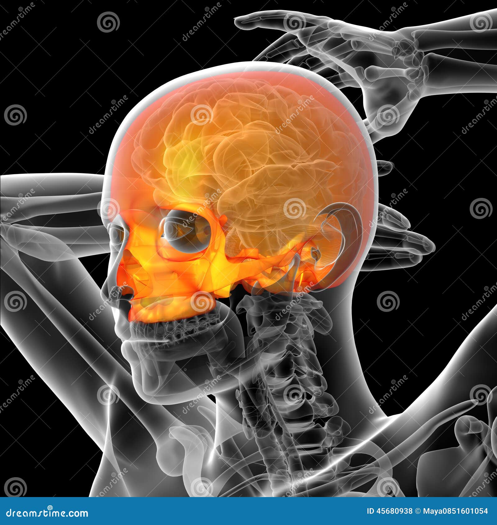 3d Render Medical Illustration of the Human Skull Stock Illustration ...