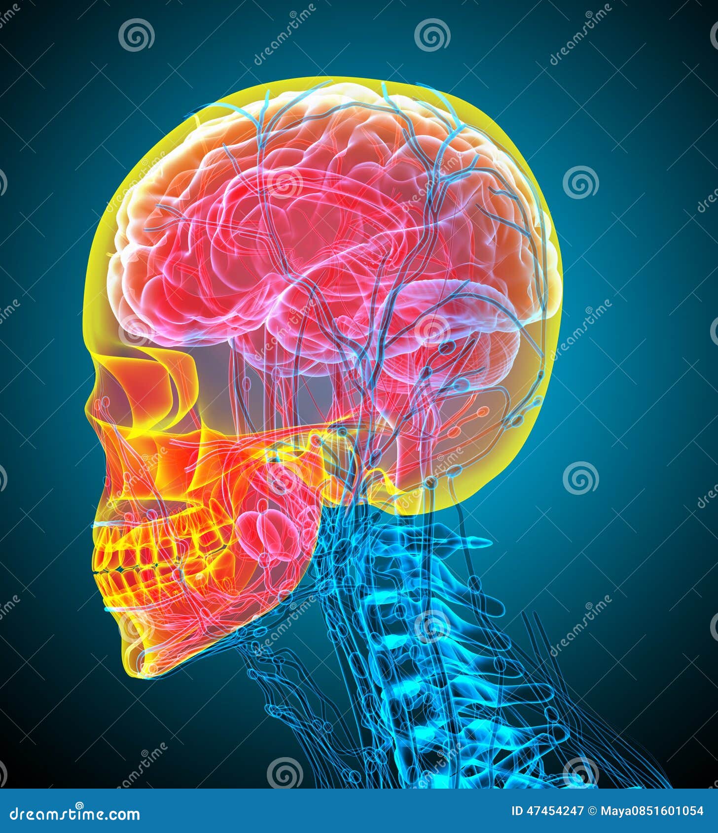 3d Render Medical Illustration of the Human Skull Stock Illustration ...