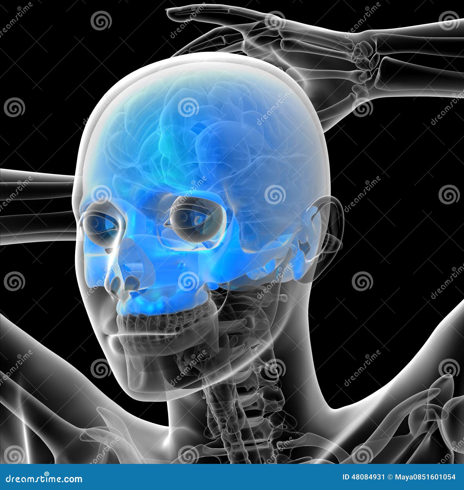 3d Render Medical Illustration of the Human Skull Stock Illustration ...